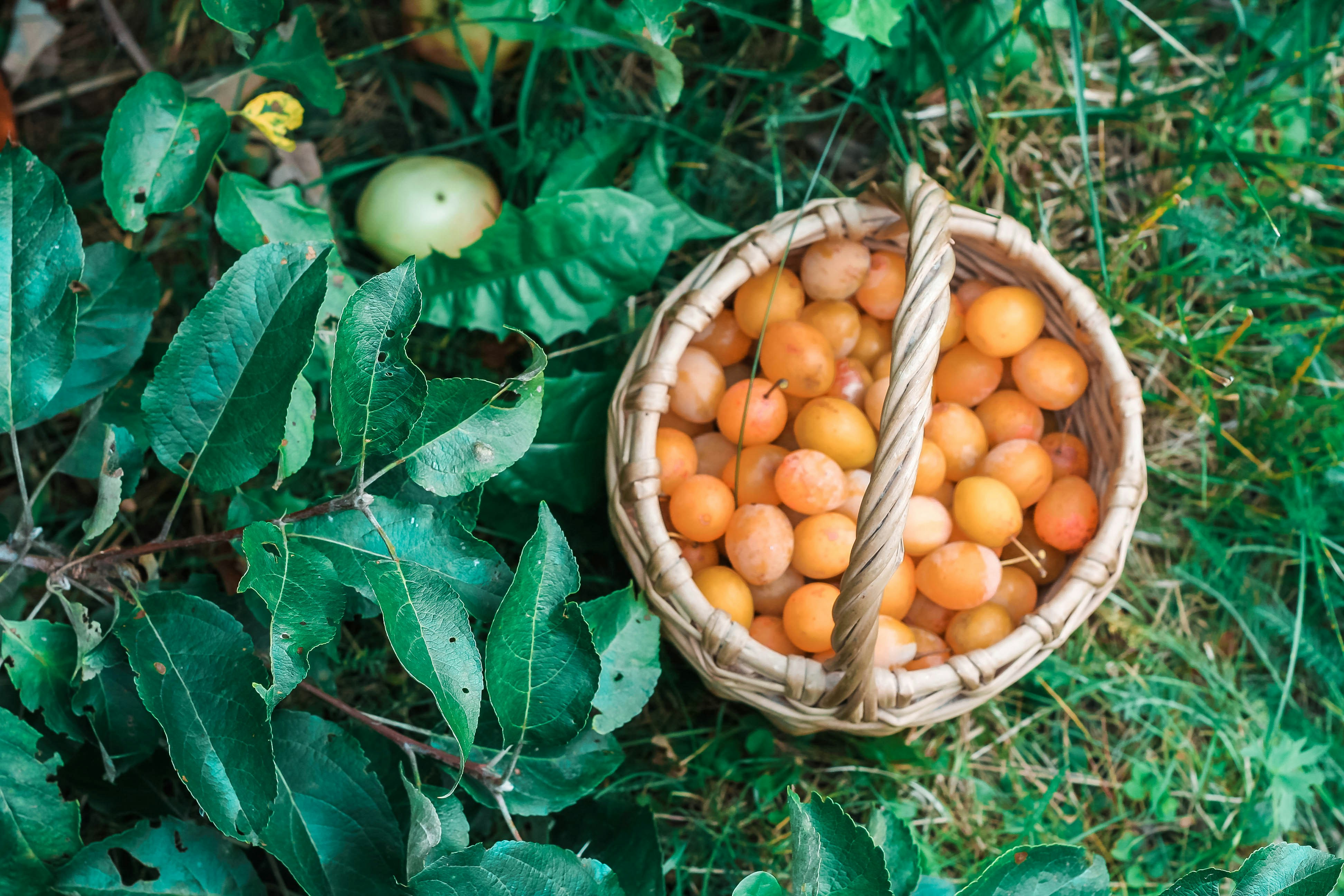 Basket of Golden Oranges Under Dense Green Canopy