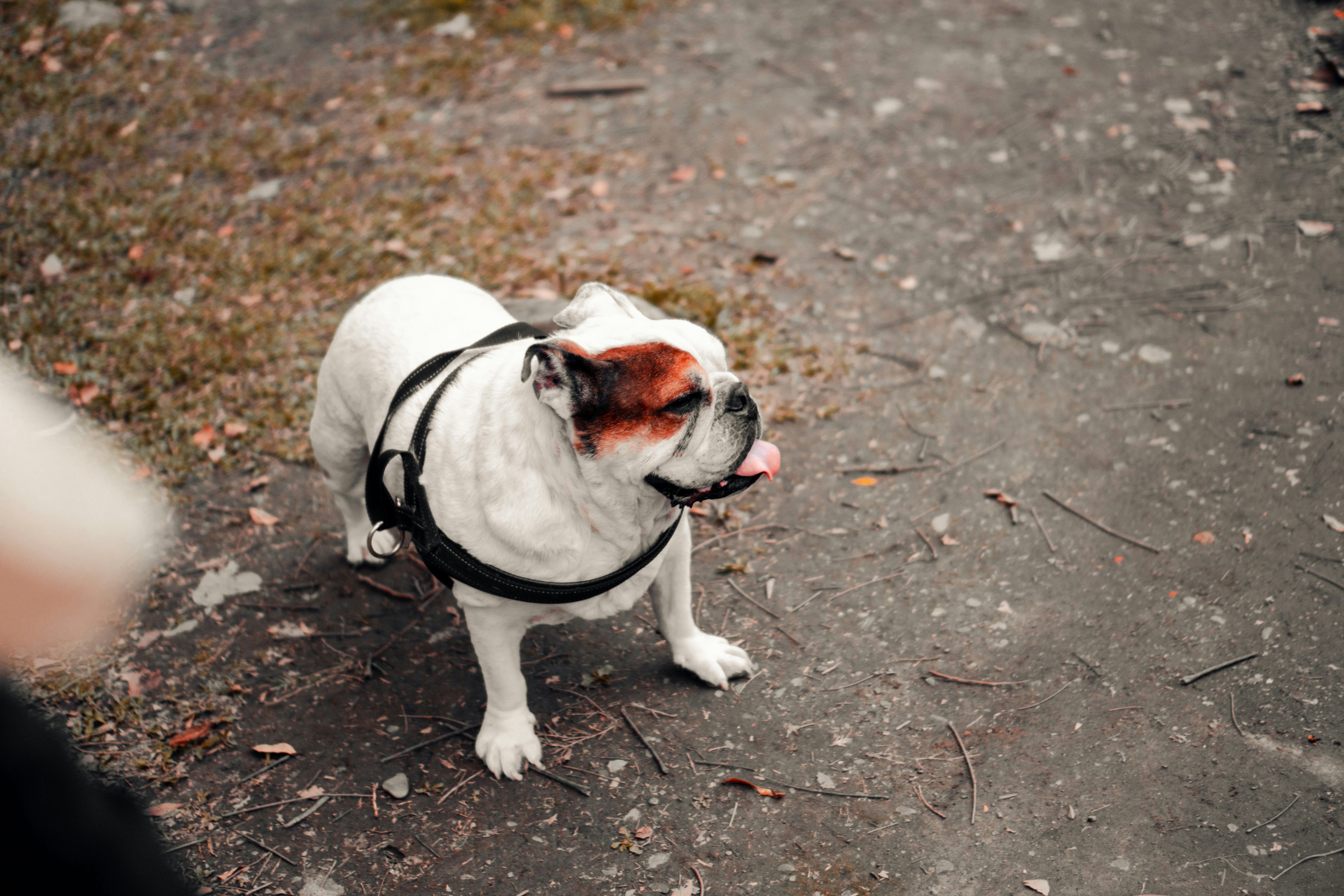 White and black short coated small dog walking on brown soil photo ...