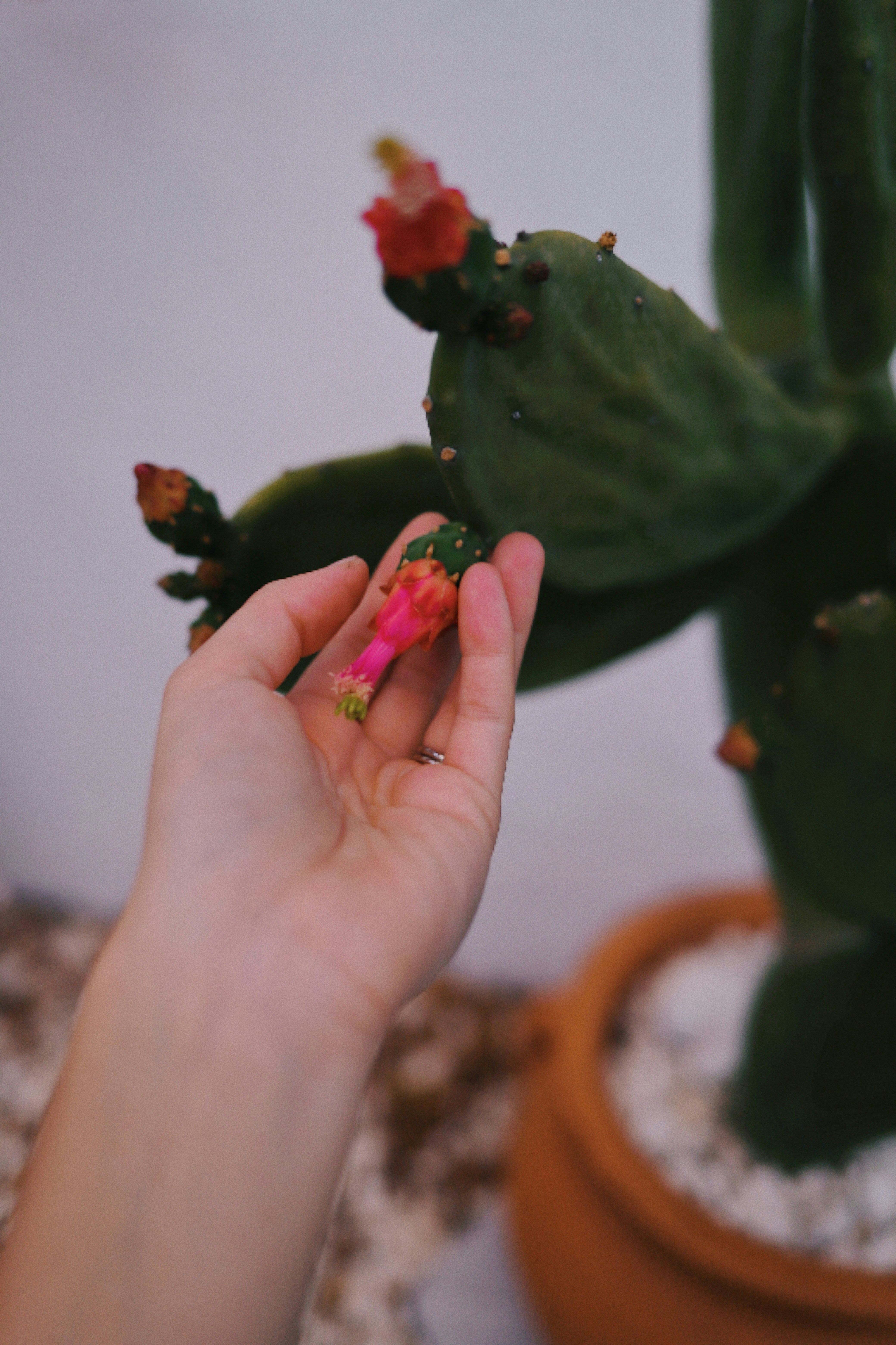 Petals from a Prickle: A Quiet Hand Harvests a Cactus Bloom
