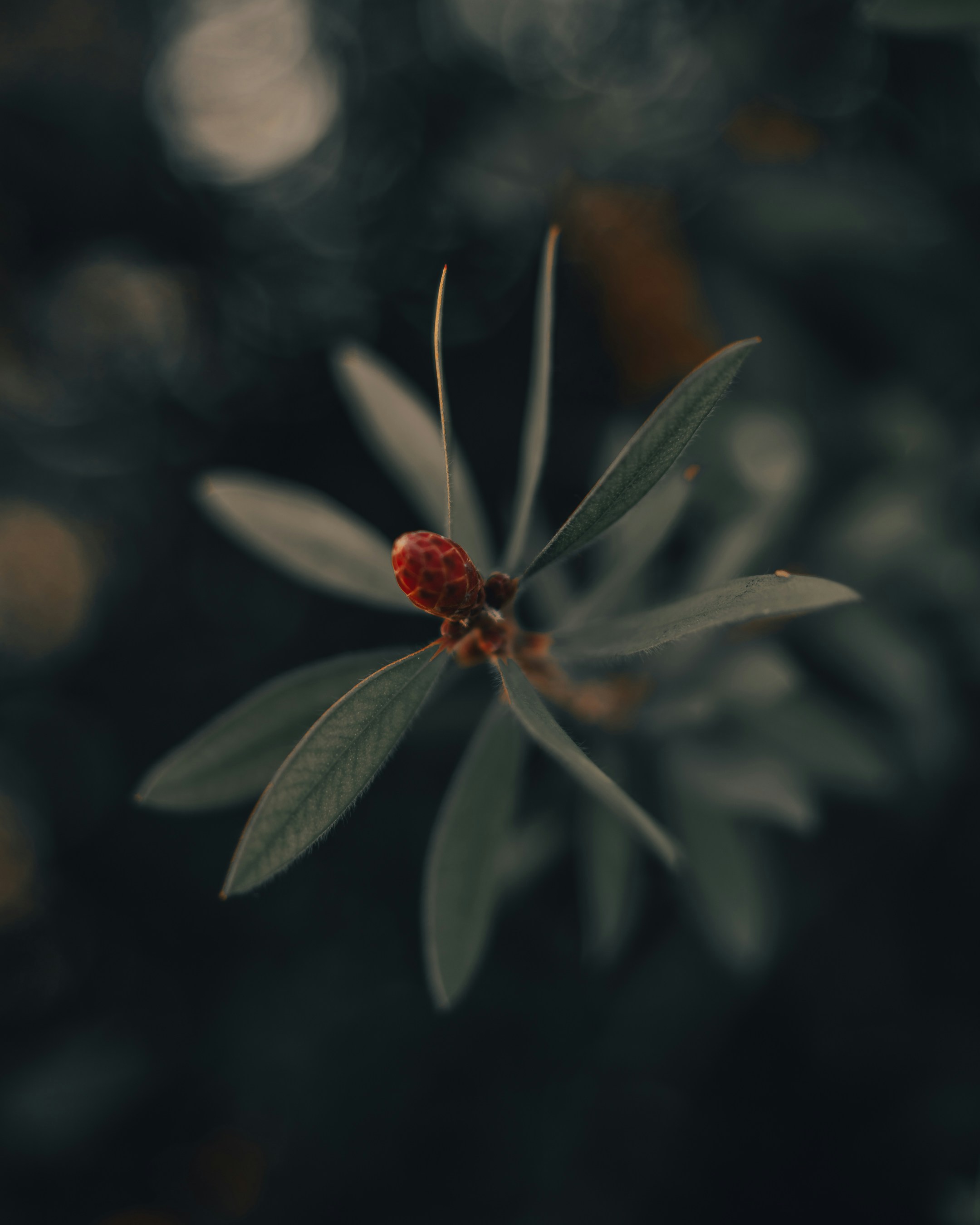 Crimson Berry at the Edge of Night: a Quiet Macro Moment