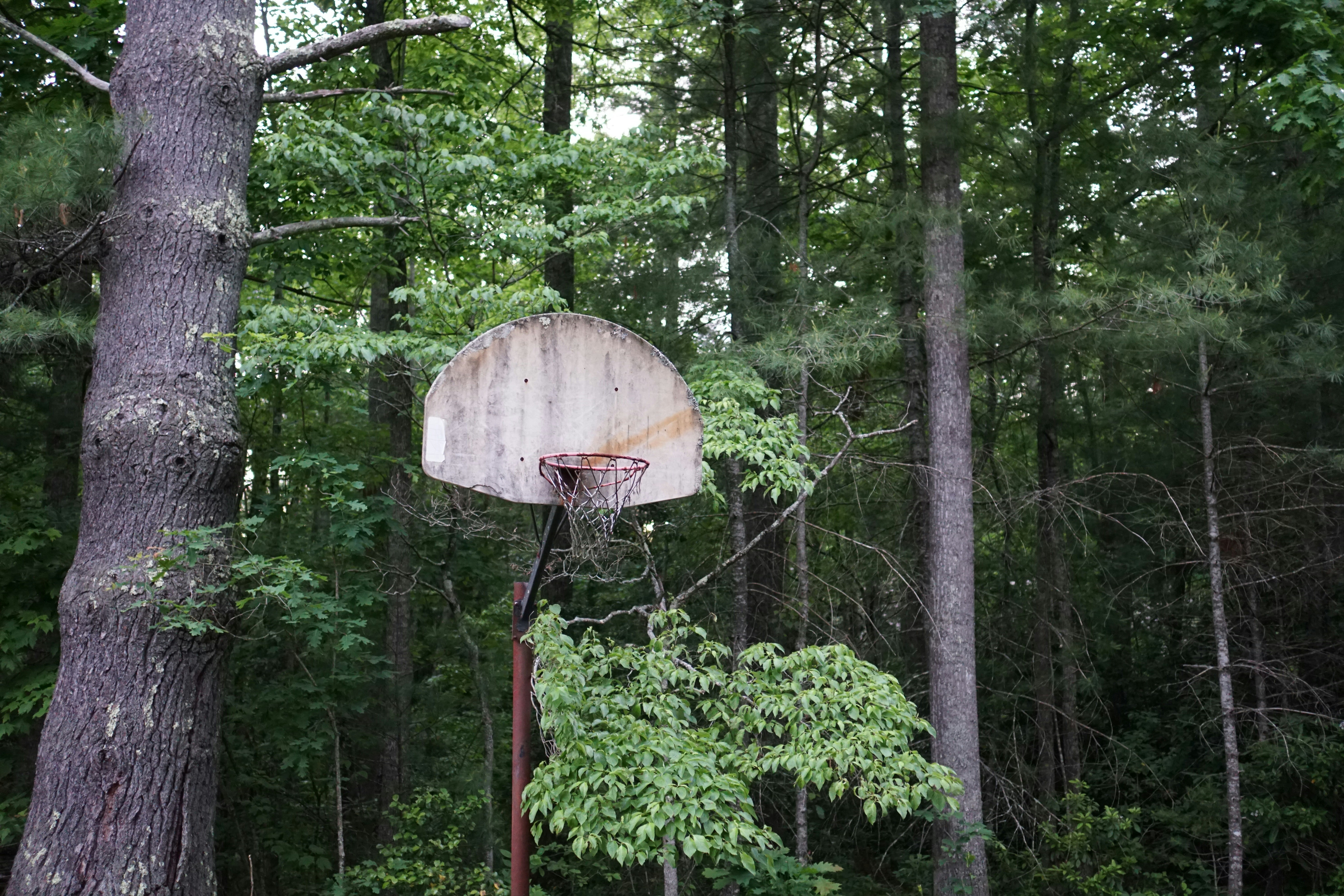 Overgrown Hoop Beneath Quiet Canopy