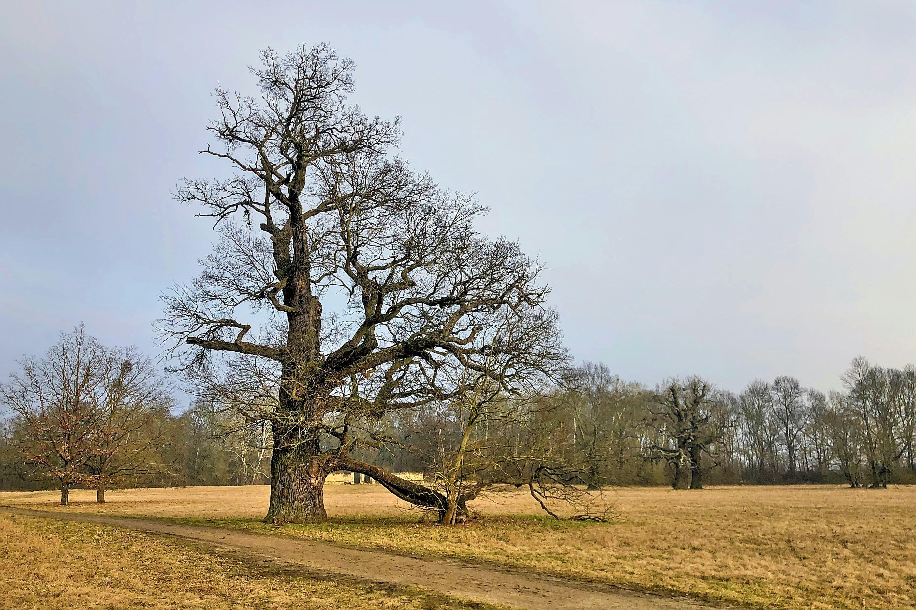 A majestic, leafless oak tree stands prominently in a vast, open field, surrounded by other trees in the distance. The scene evokes a sense of tranquility and timelessness.