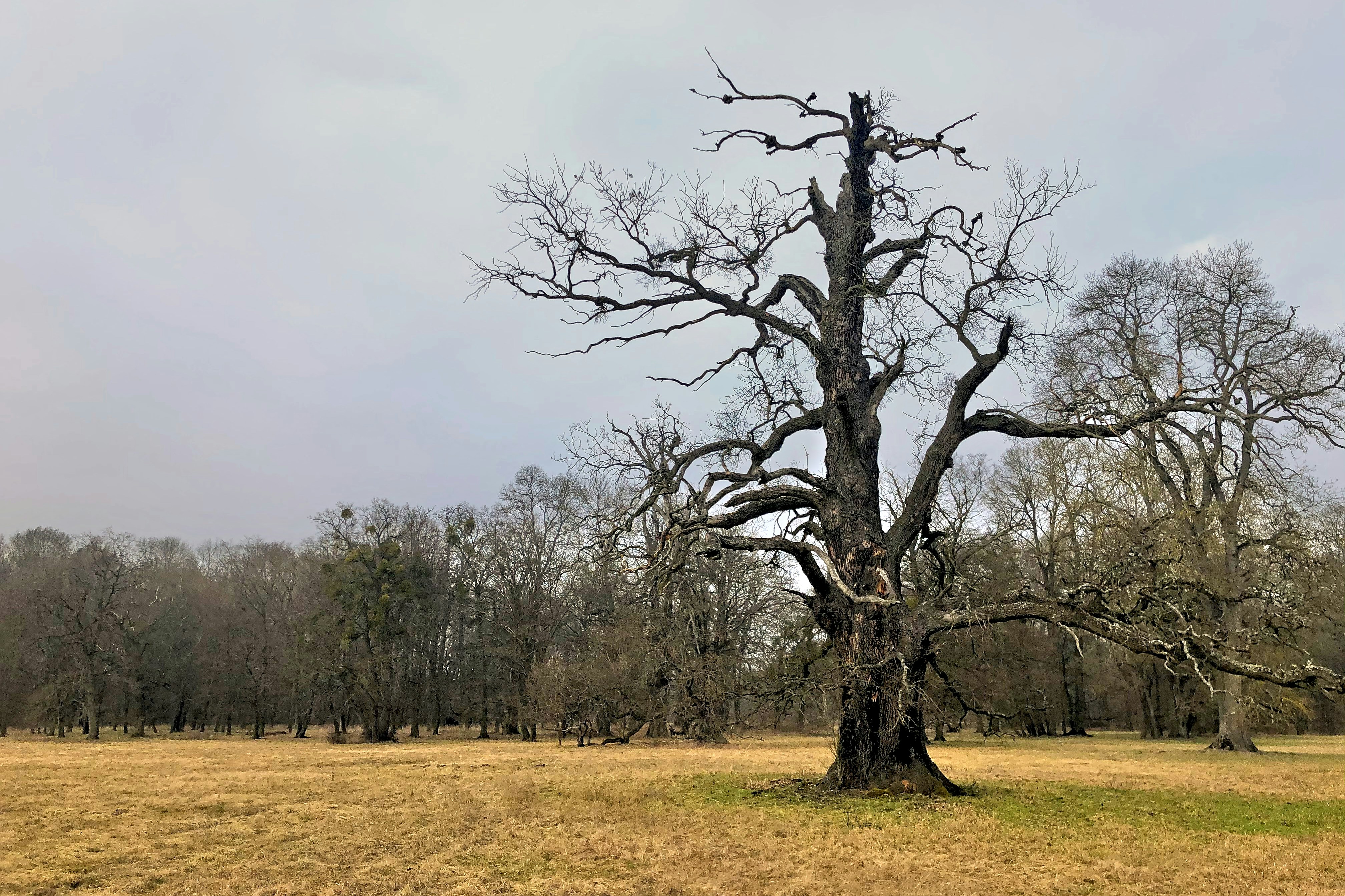 A gnarled, leafless oak tree stands prominently in a golden meadow, surrounded by a sparse forest. The overcast sky adds a somber tone to the scene.