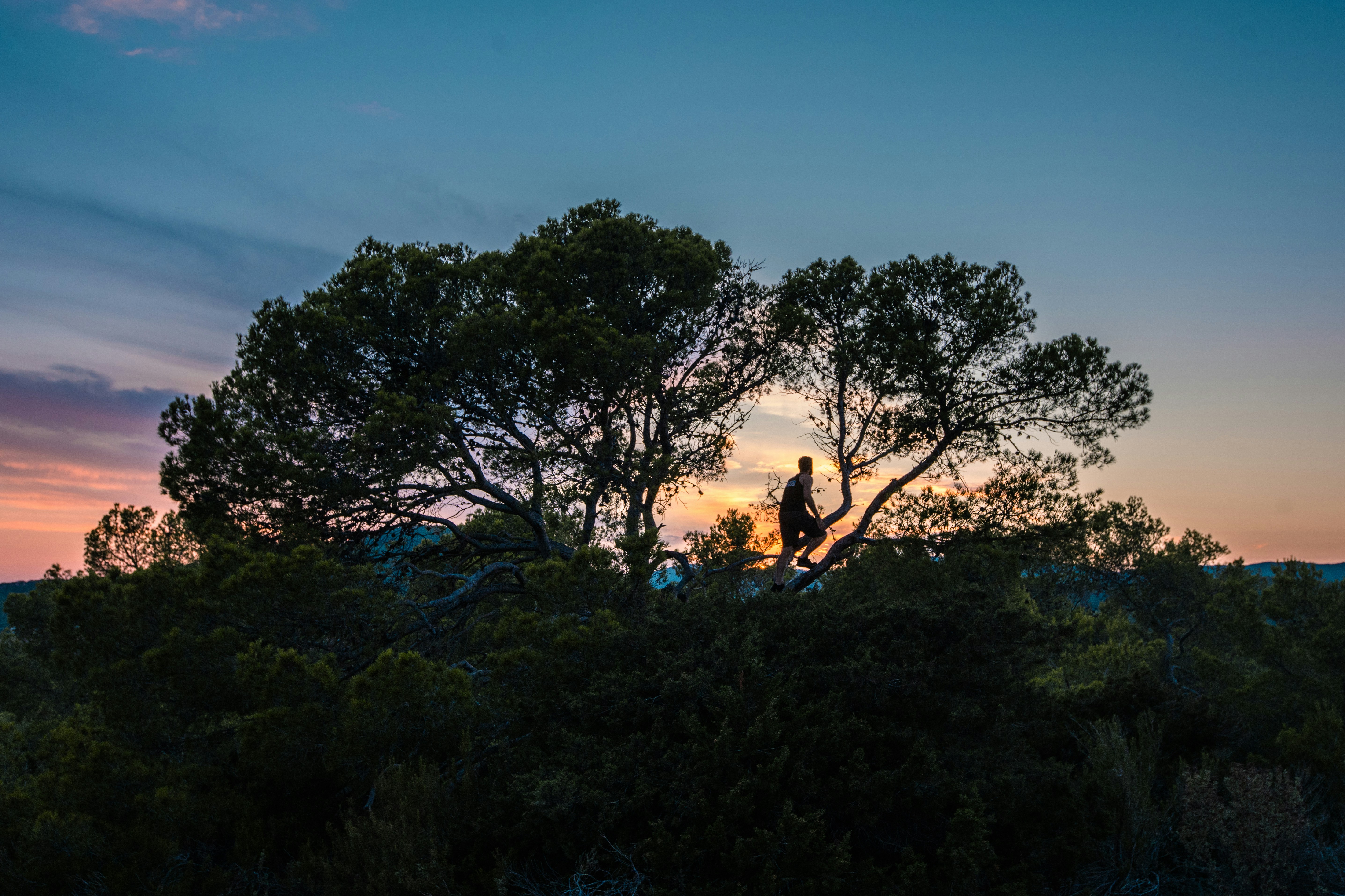A person perched on a tree branch against a vibrant sunset, surrounded by lush foliage. The scene captures the tranquility of nature.