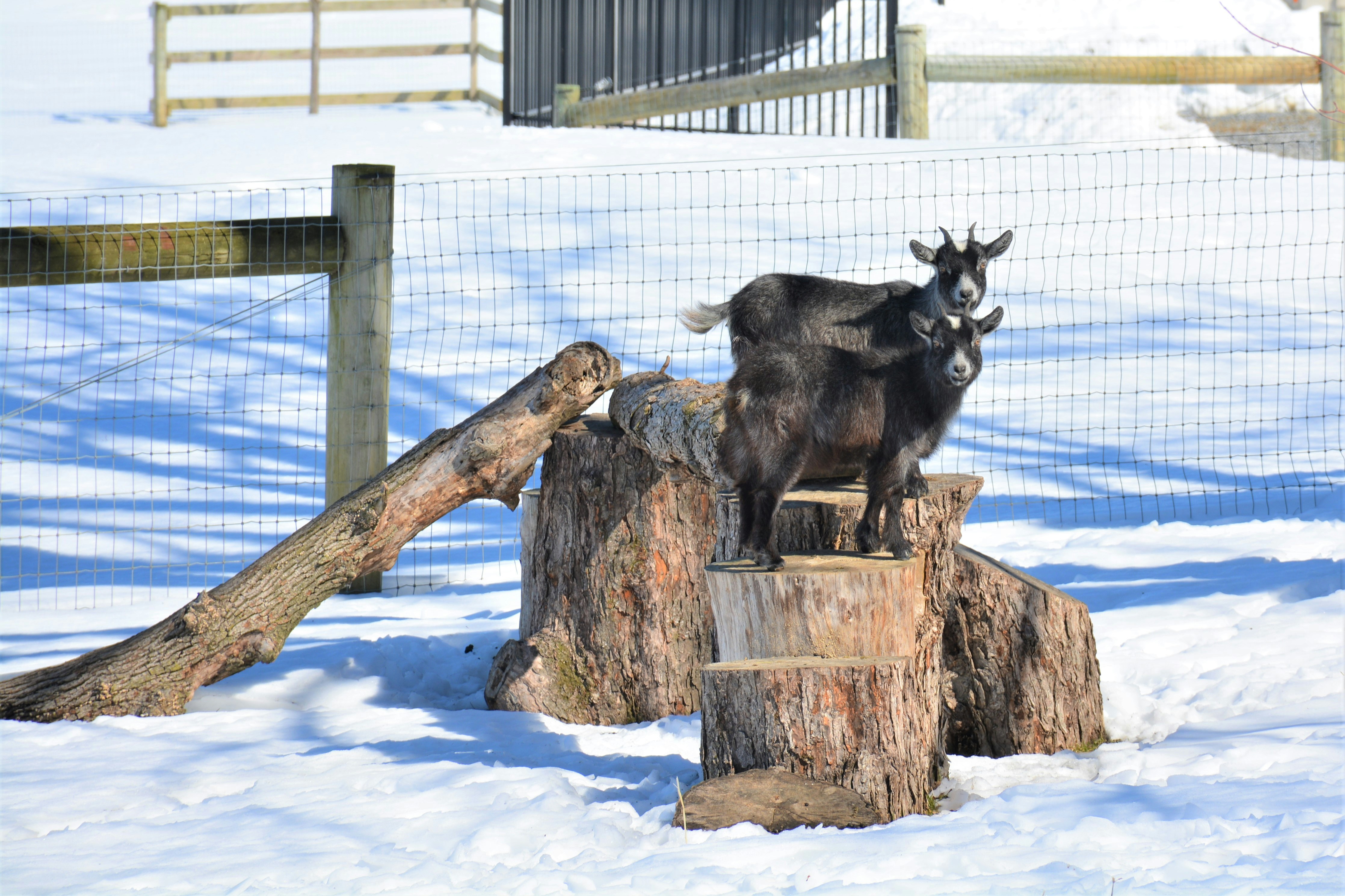 Snowbound Stump Sentinels: Two Goats on a Weathered Log