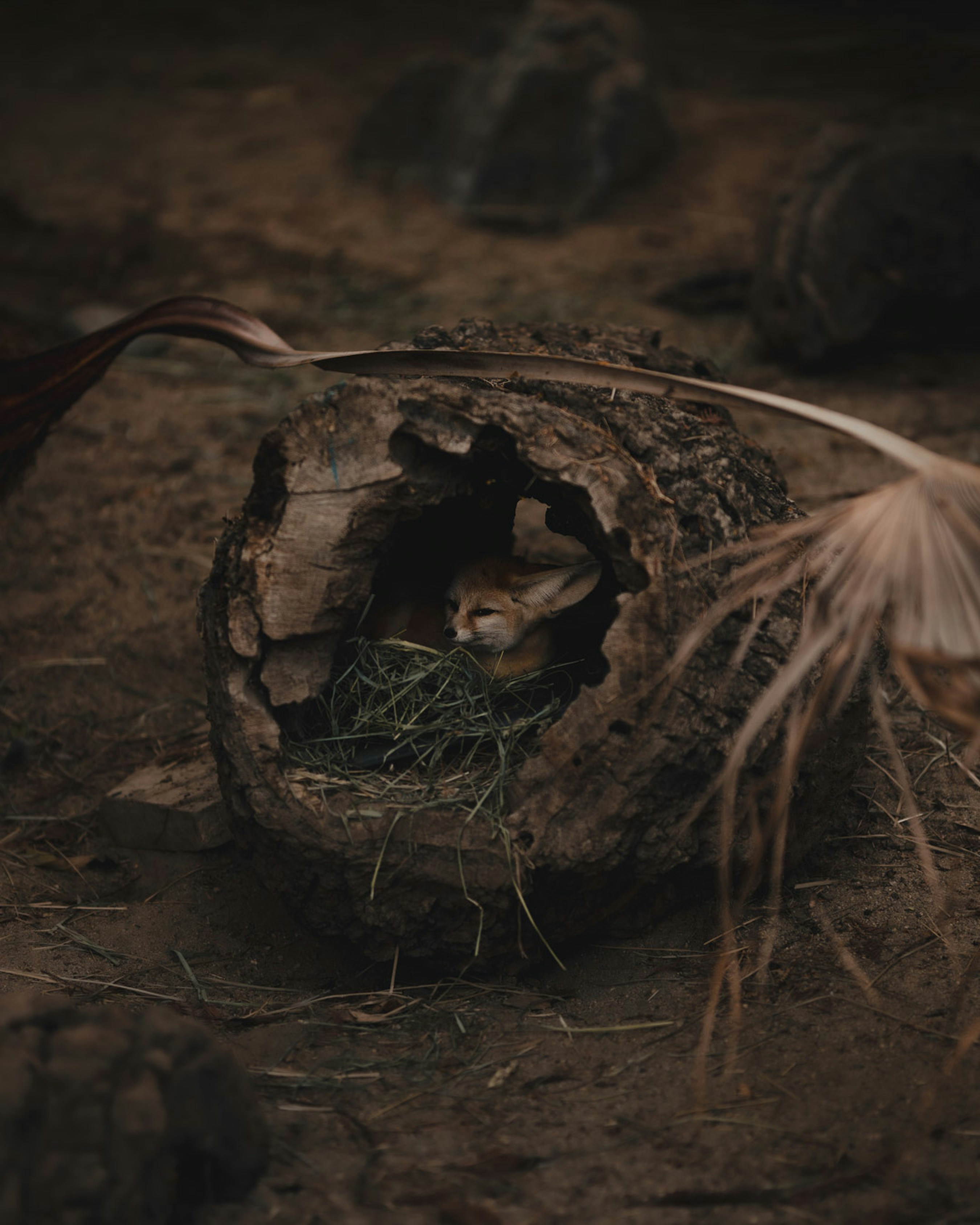 Whiskered Refuge: A Kitten Peeks from a Log Hollow