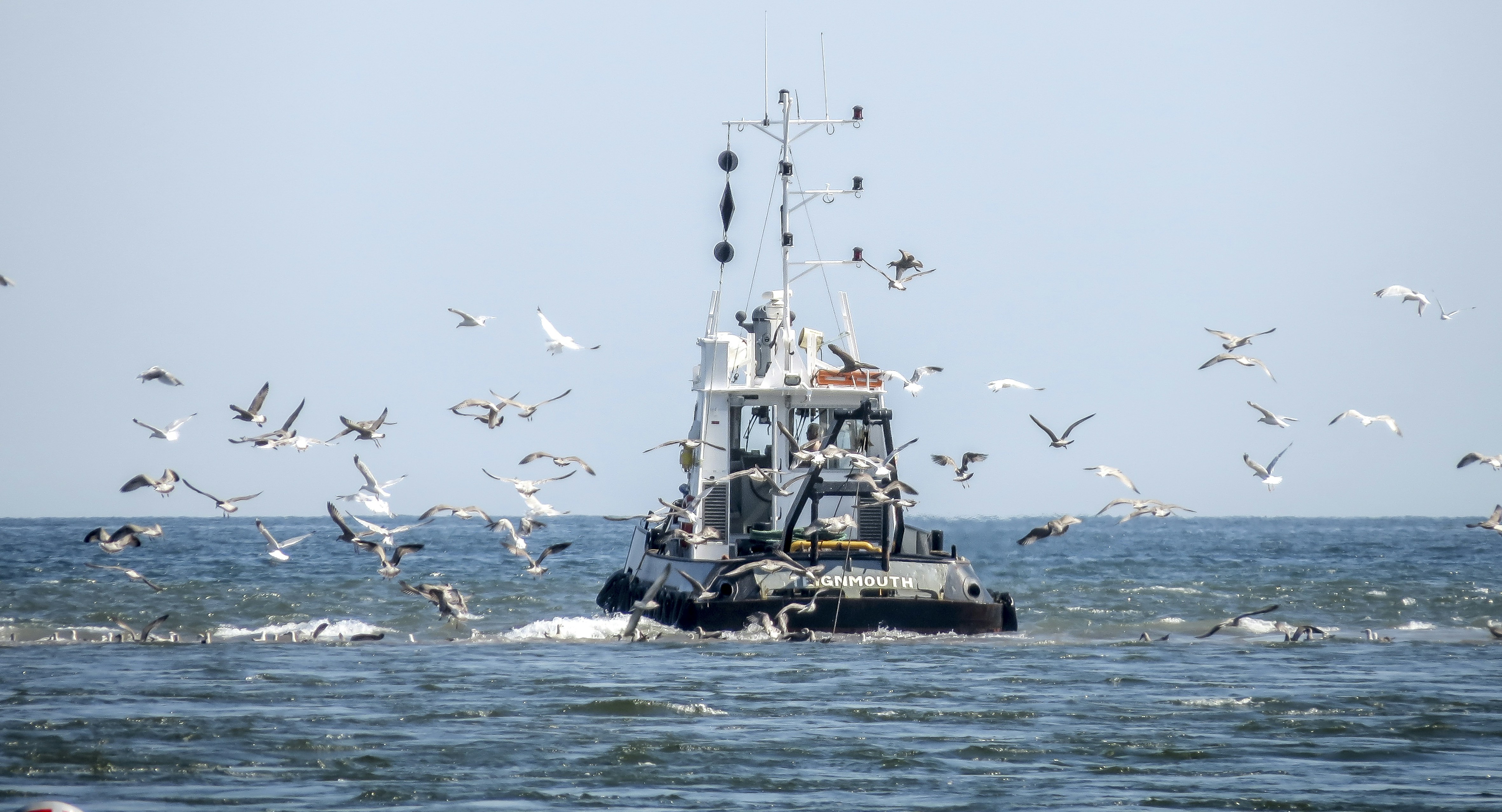 Dredger navigating through open sea, surrounded by a flock of seagulls under a clear blue sky.