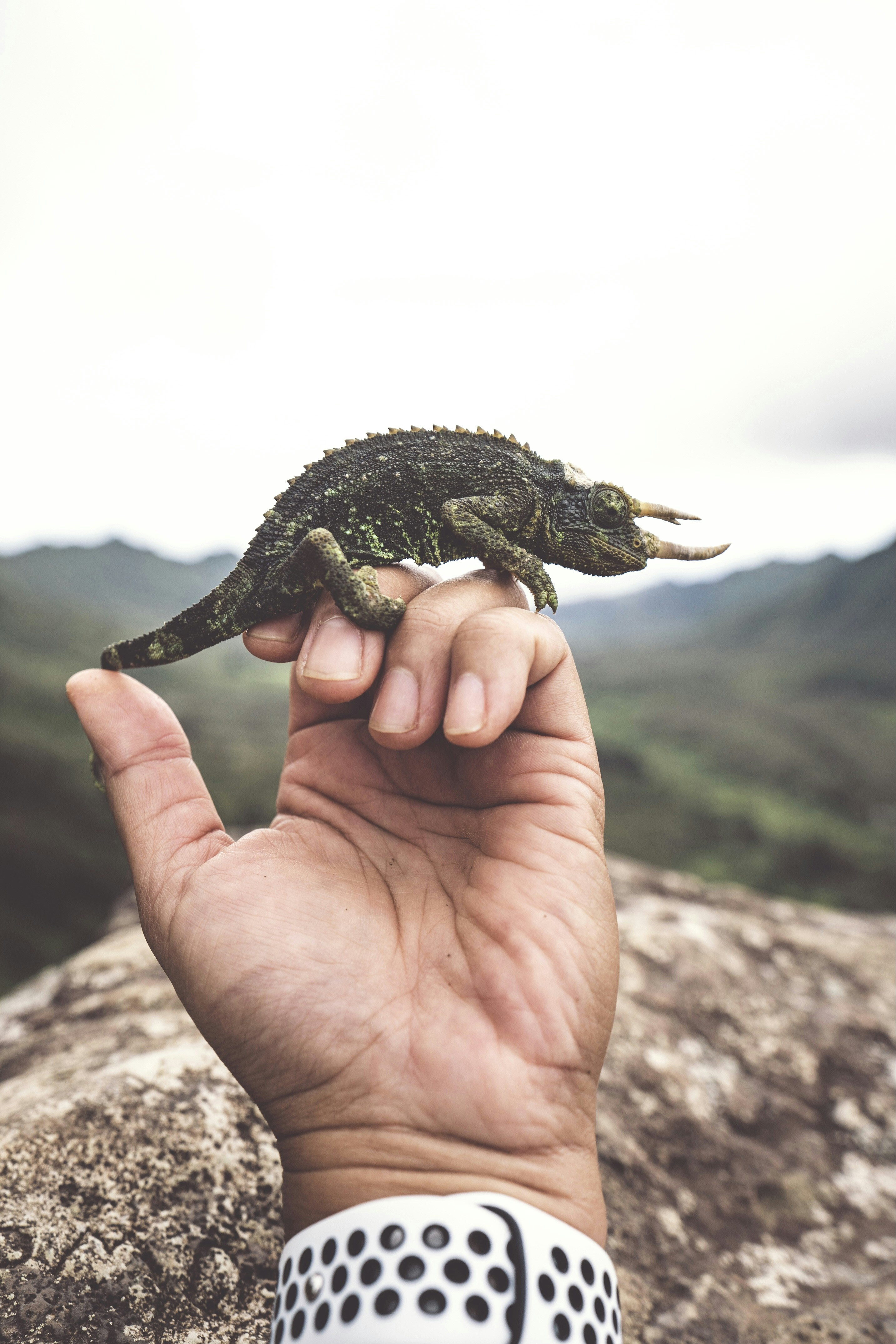 Grip of Nature: A Lizard Balanced on a Hand Across a Mountain Vista