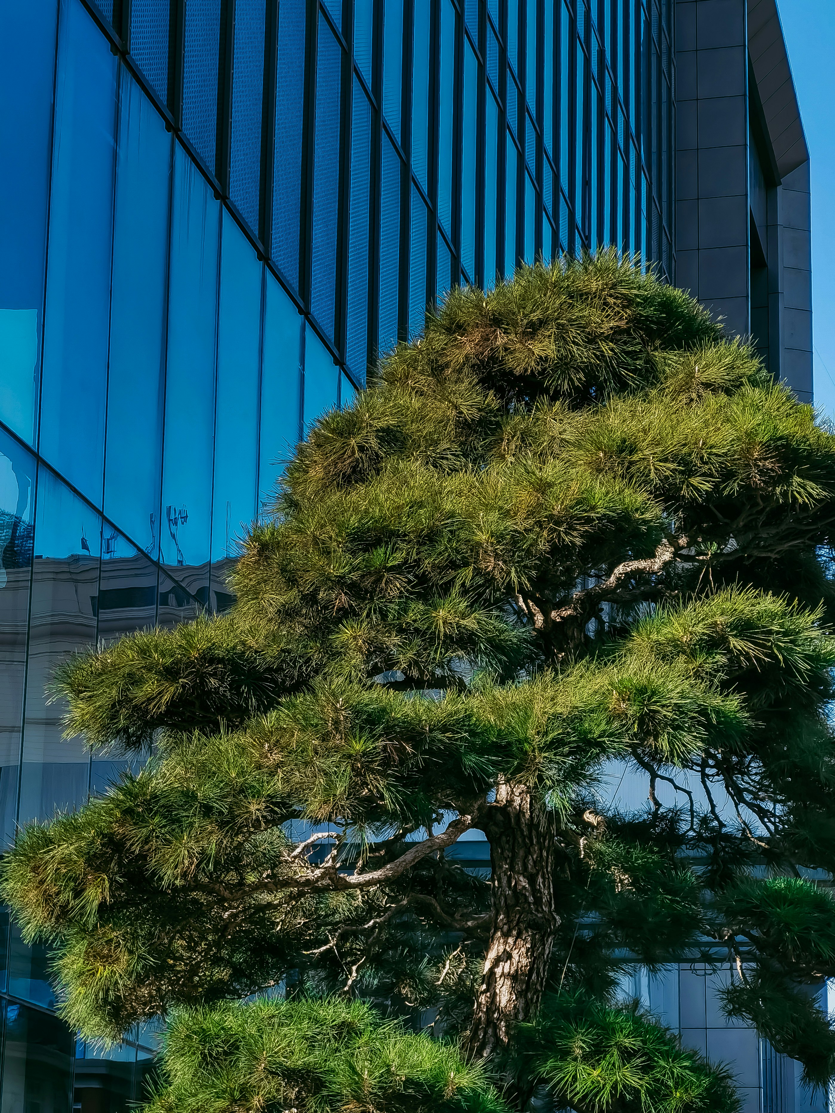 A lush pine tree juxtaposed against a modern glass building, showcasing the blend of natural and urban elements.