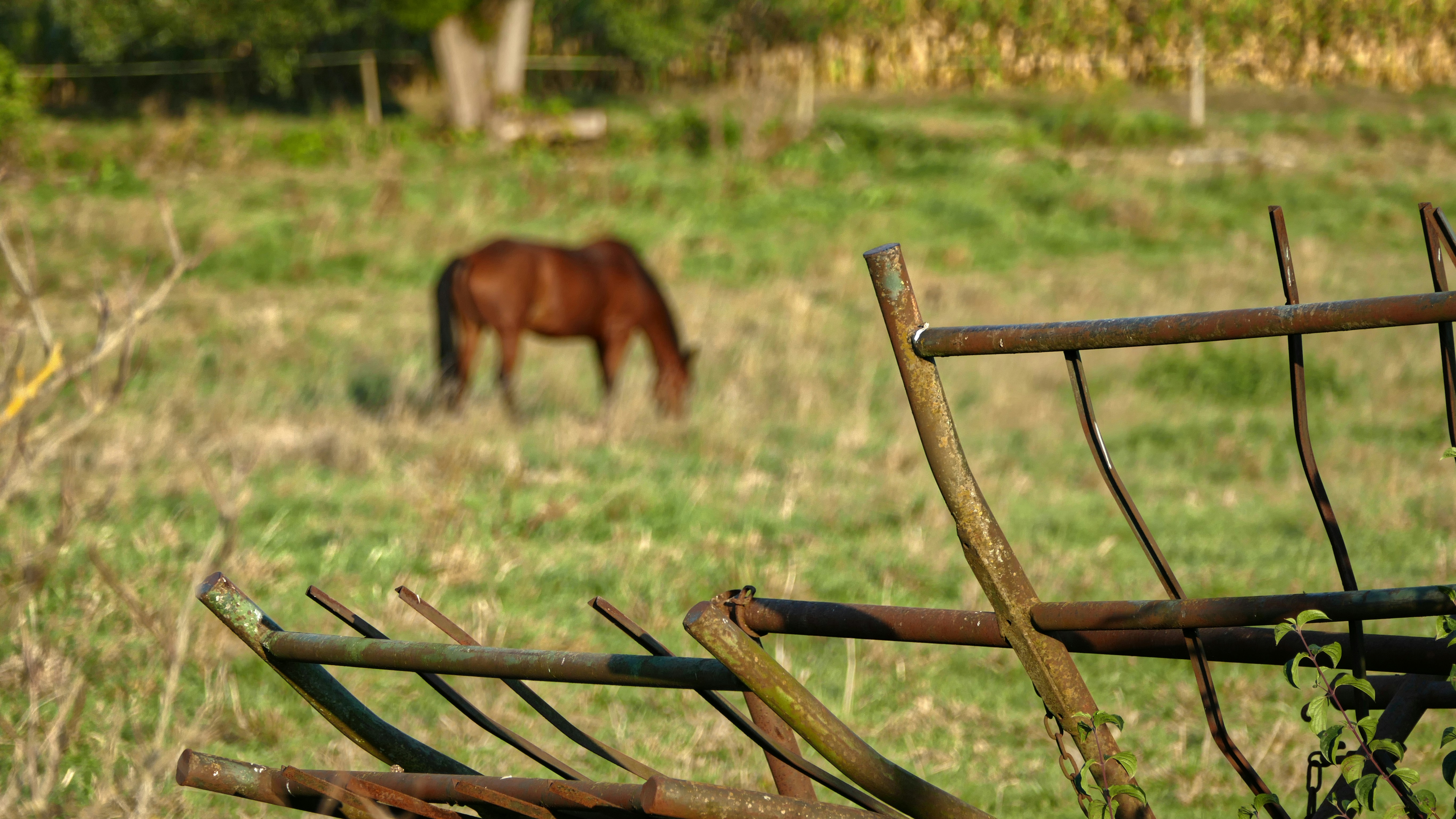 A weathered metal harrow foreground contrasts with a grazing horse in a lush green field, showcasing rural tranquility.