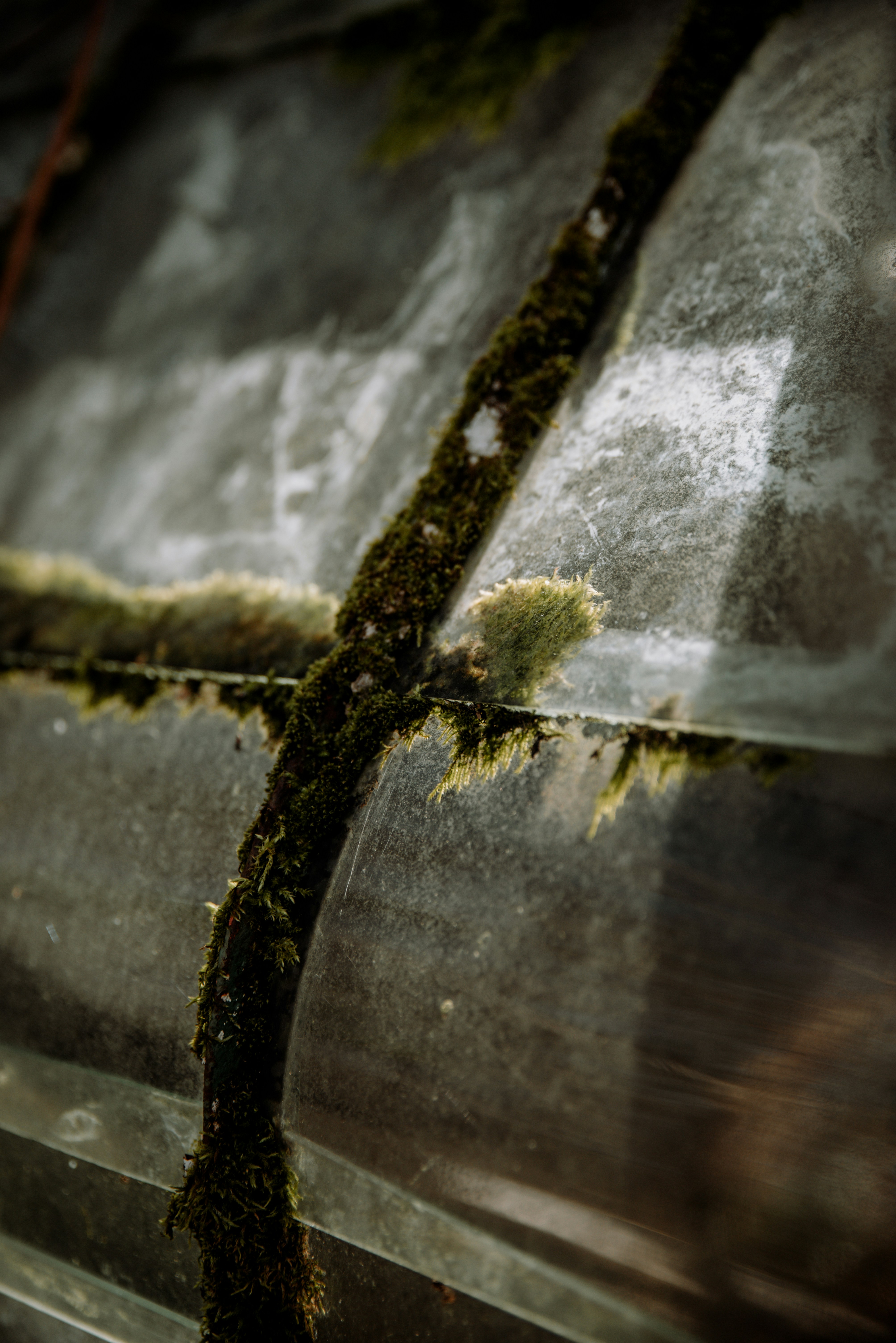 Moss-Covered Crossbars Clinging to a Weathered Glass Pane