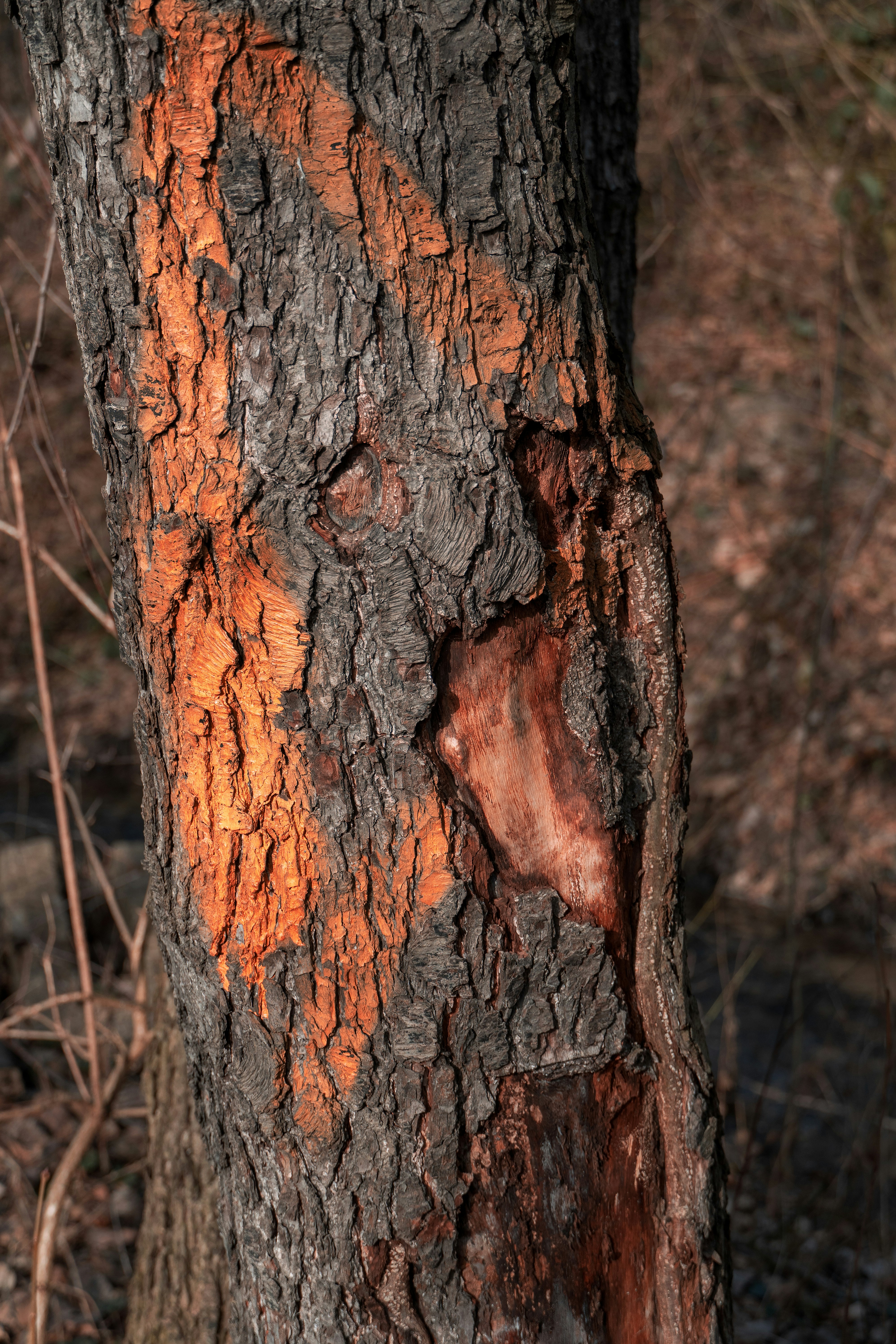 A close-up view of a tree trunk featuring an orange marking, revealing textures of the bark and exposed wood. The image highlights the contrast between the rough bark and the smooth inner wood.