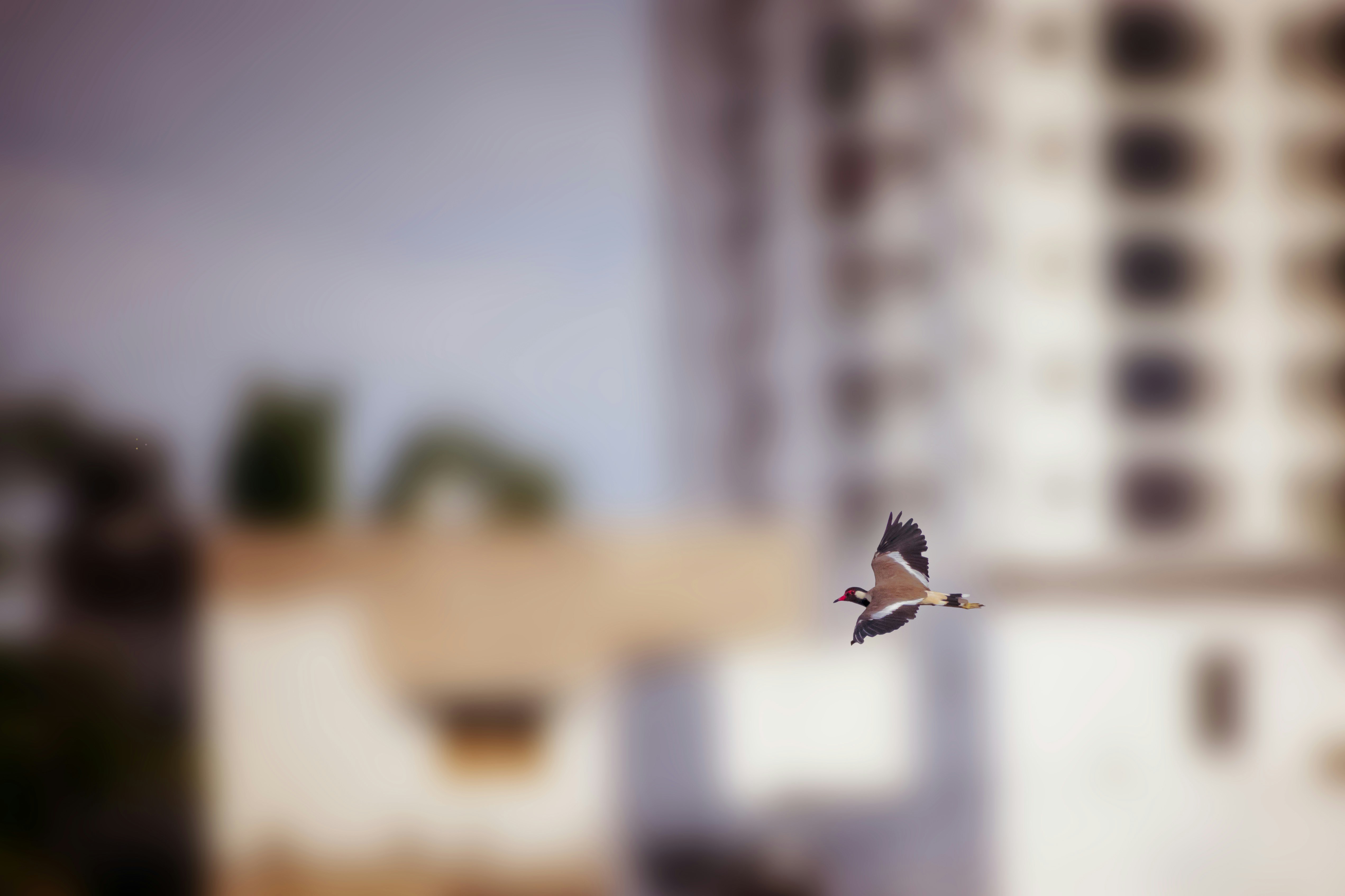 Glide Through the Blur: a bird skims the urban skyline