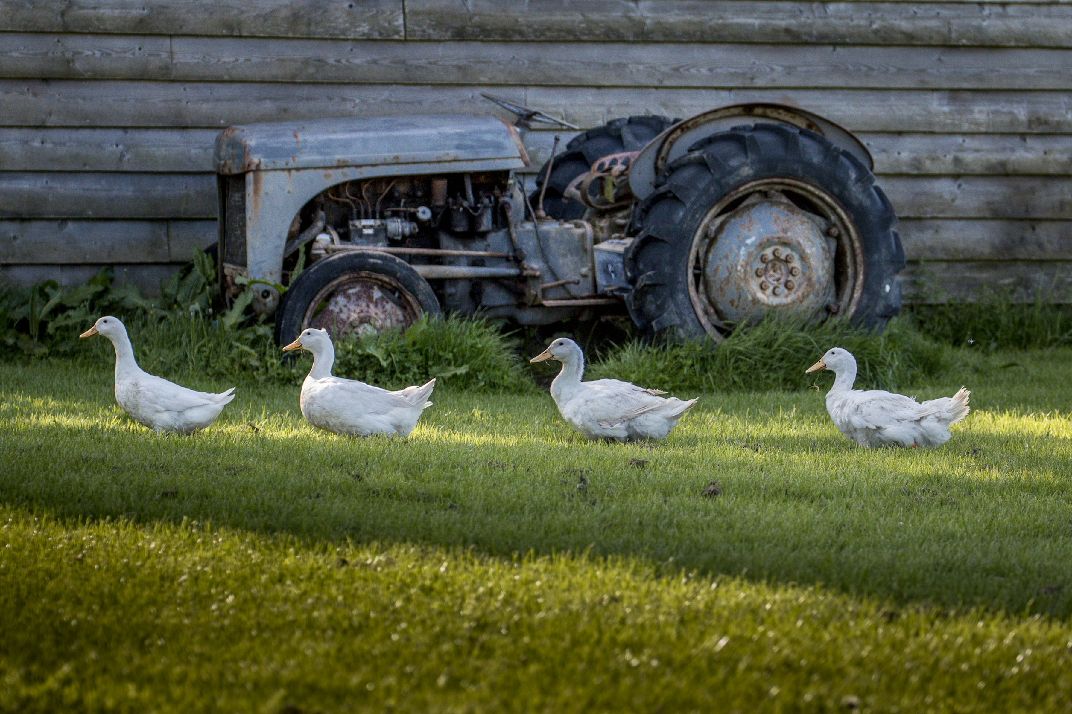 Geese in the Sun: A Quiet Farmyard Parade Before a Weathered Tractor