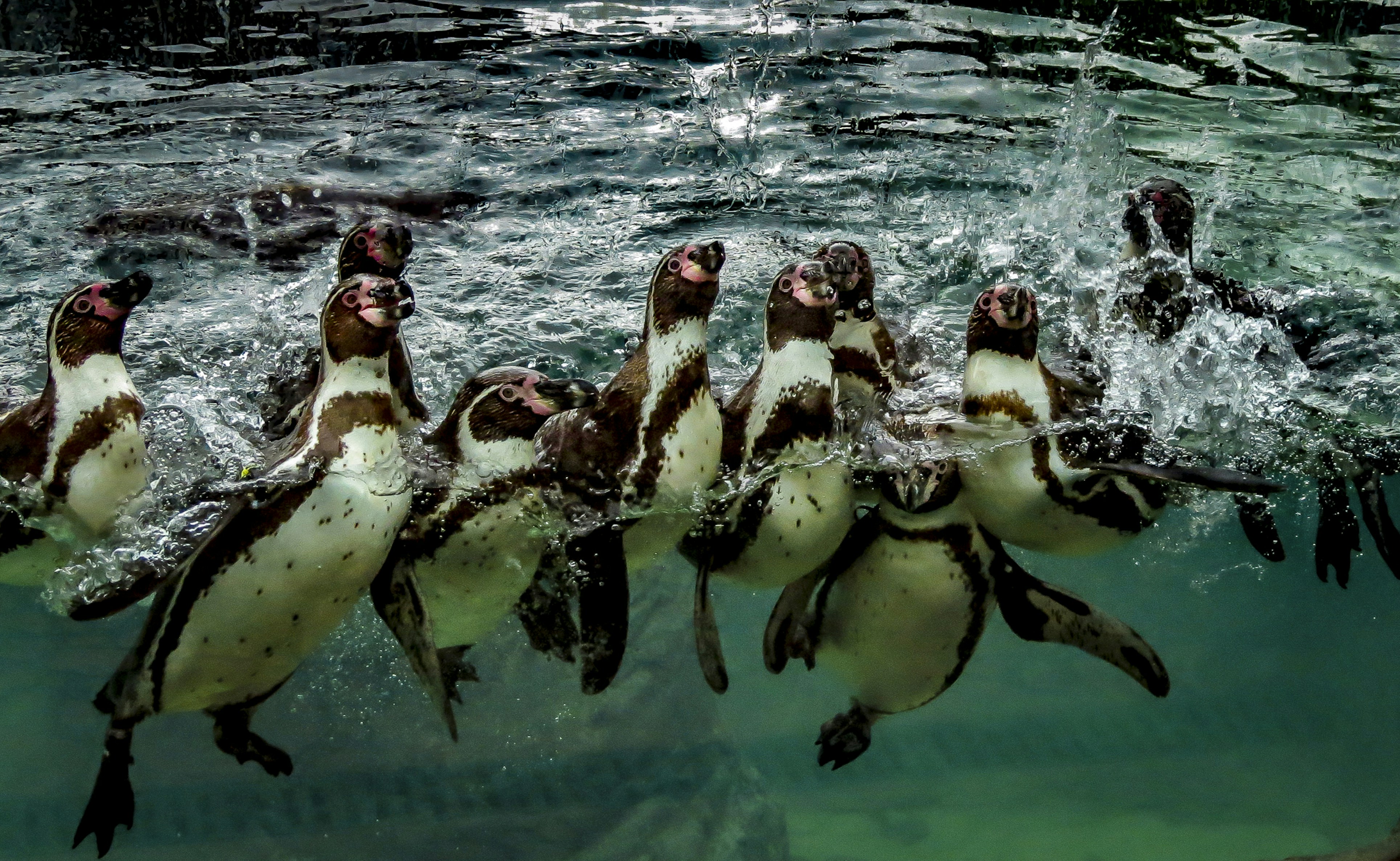 Group of penguins swim just beneath the surface in a greenish pool, forming a line as they move in unison.