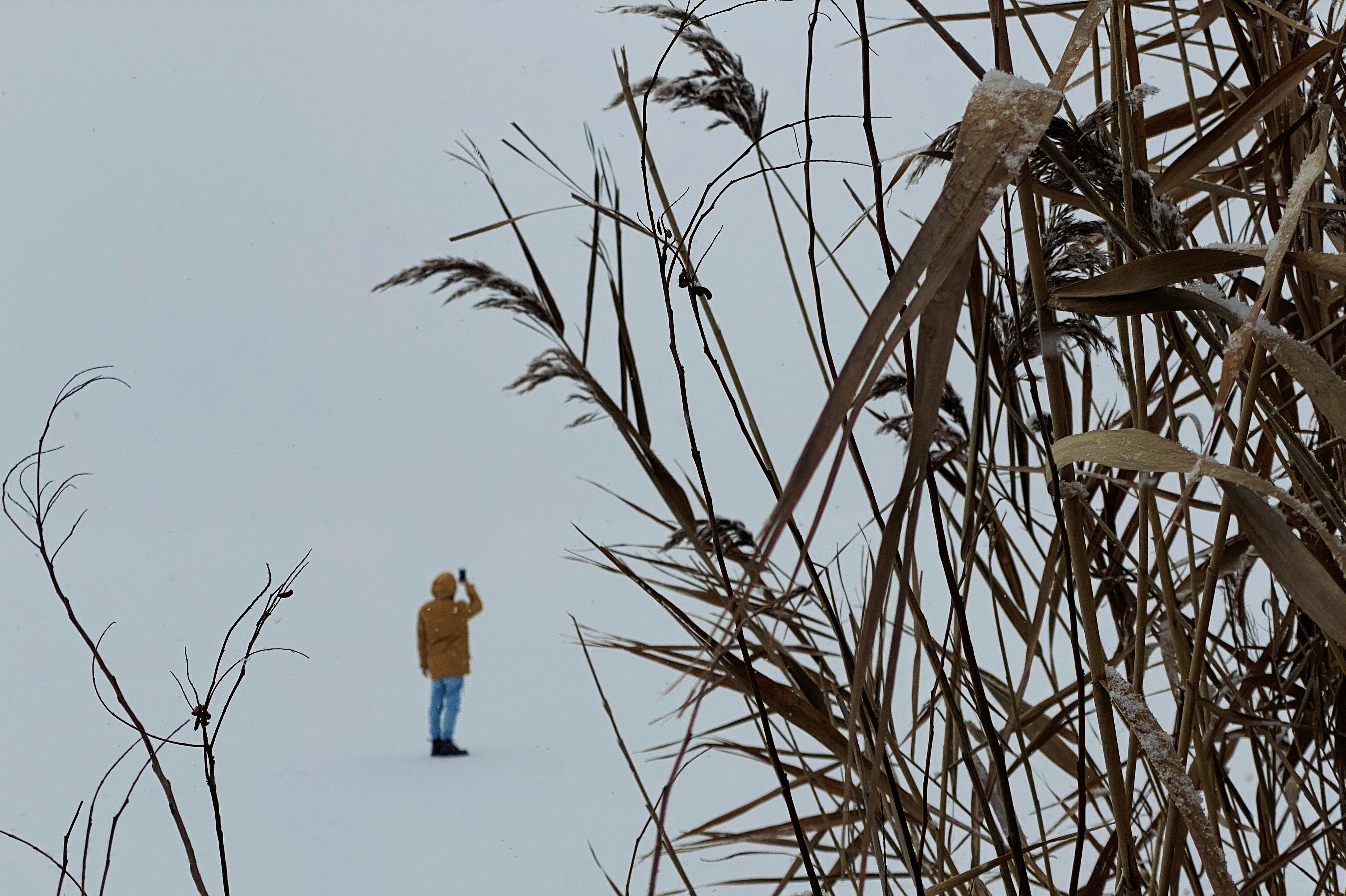 Lone Figure on a Snowfield Framed by Winter Reeds