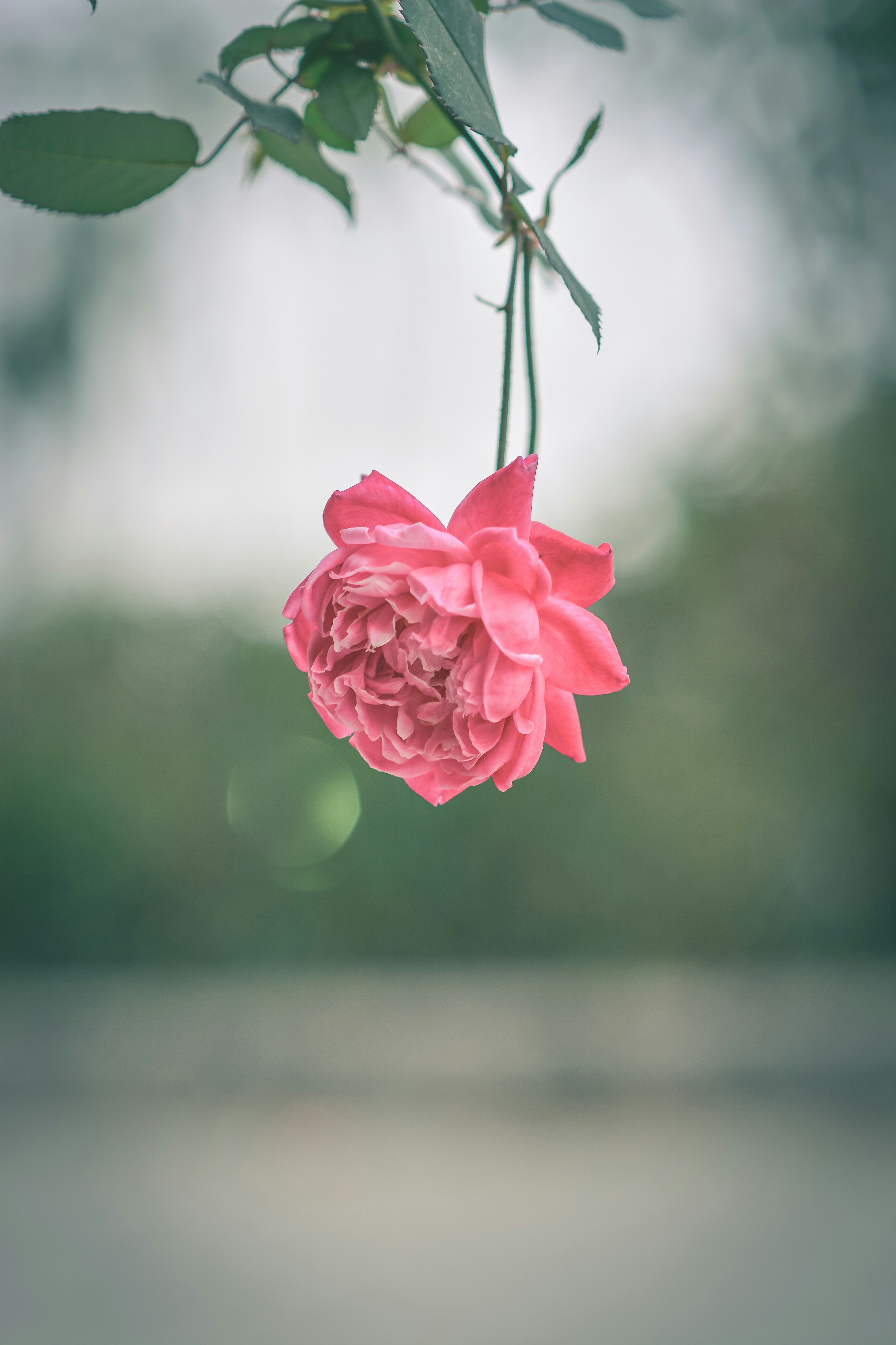 A pink rose suspended gracefully against a softly blurred background, highlighting its intricate petals and delicate leaves.