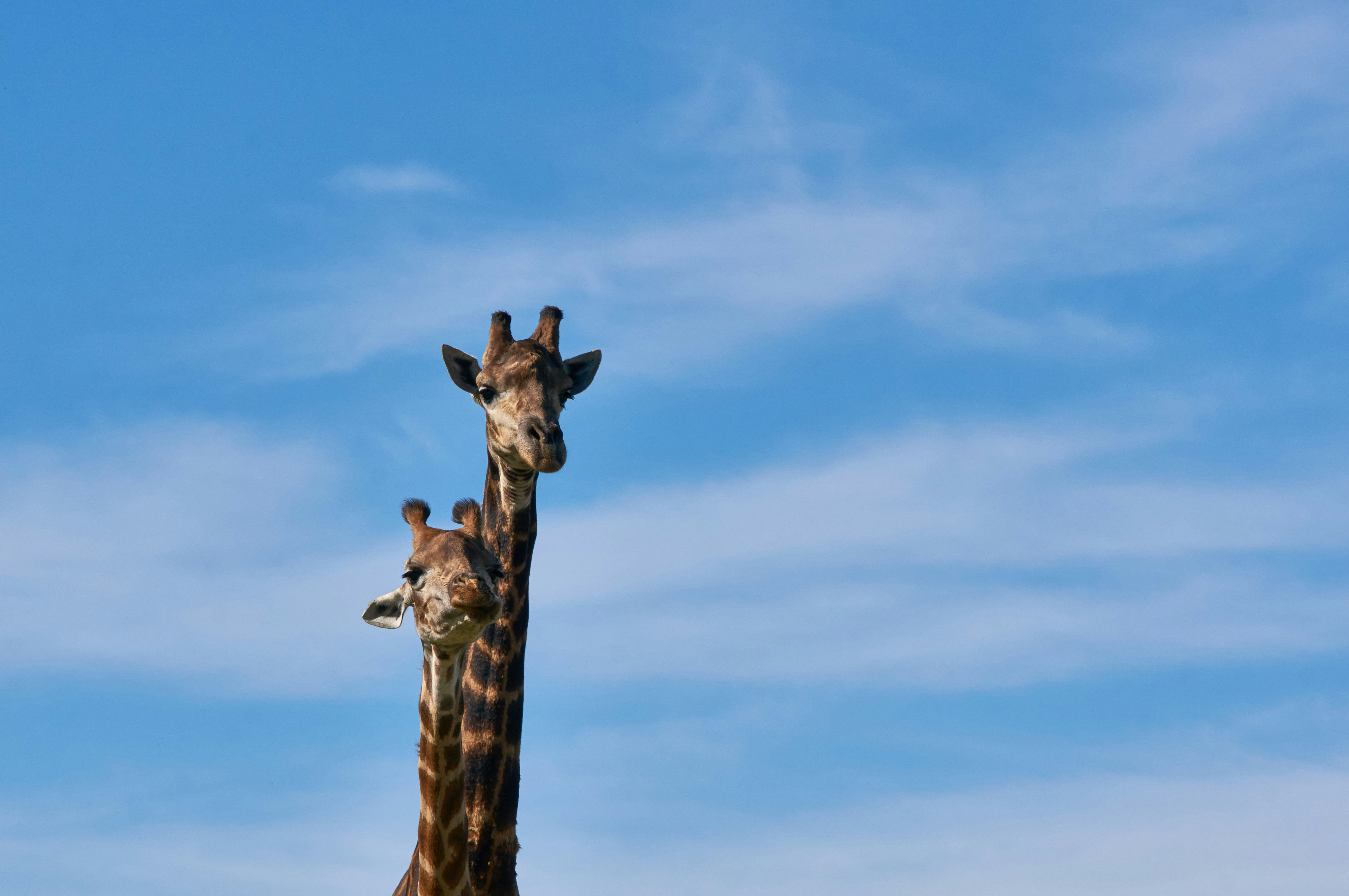 Sentinels of the Blue: Twin Giraffes Rise Above the Horizon