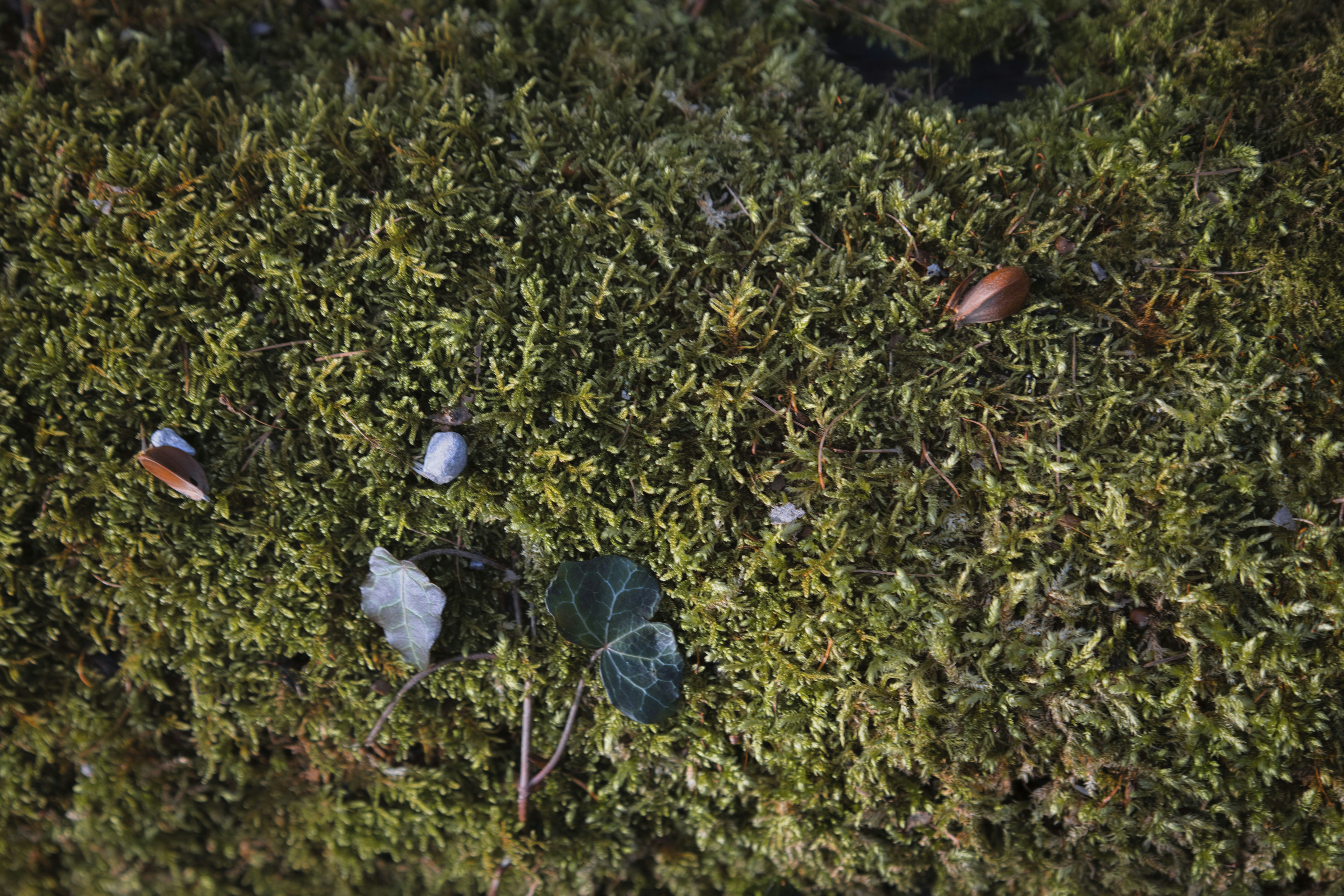 A close-up view of moss adorned with scattered acorns and a green leaf, showcasing the intricate details of forest floor life.