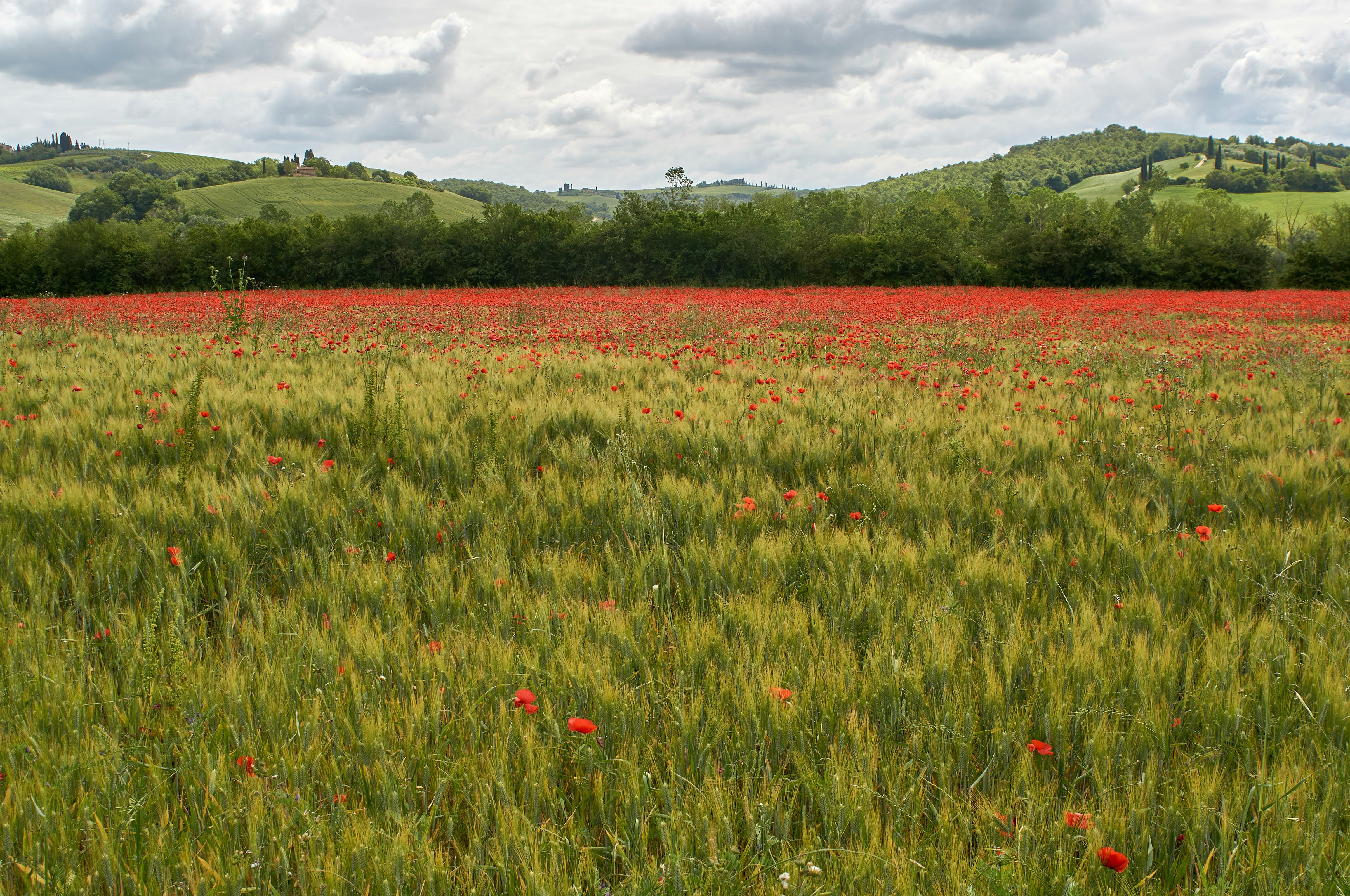 Champ de fleurs rouges pendant la journée photo – Photo Vert Gratuite ...