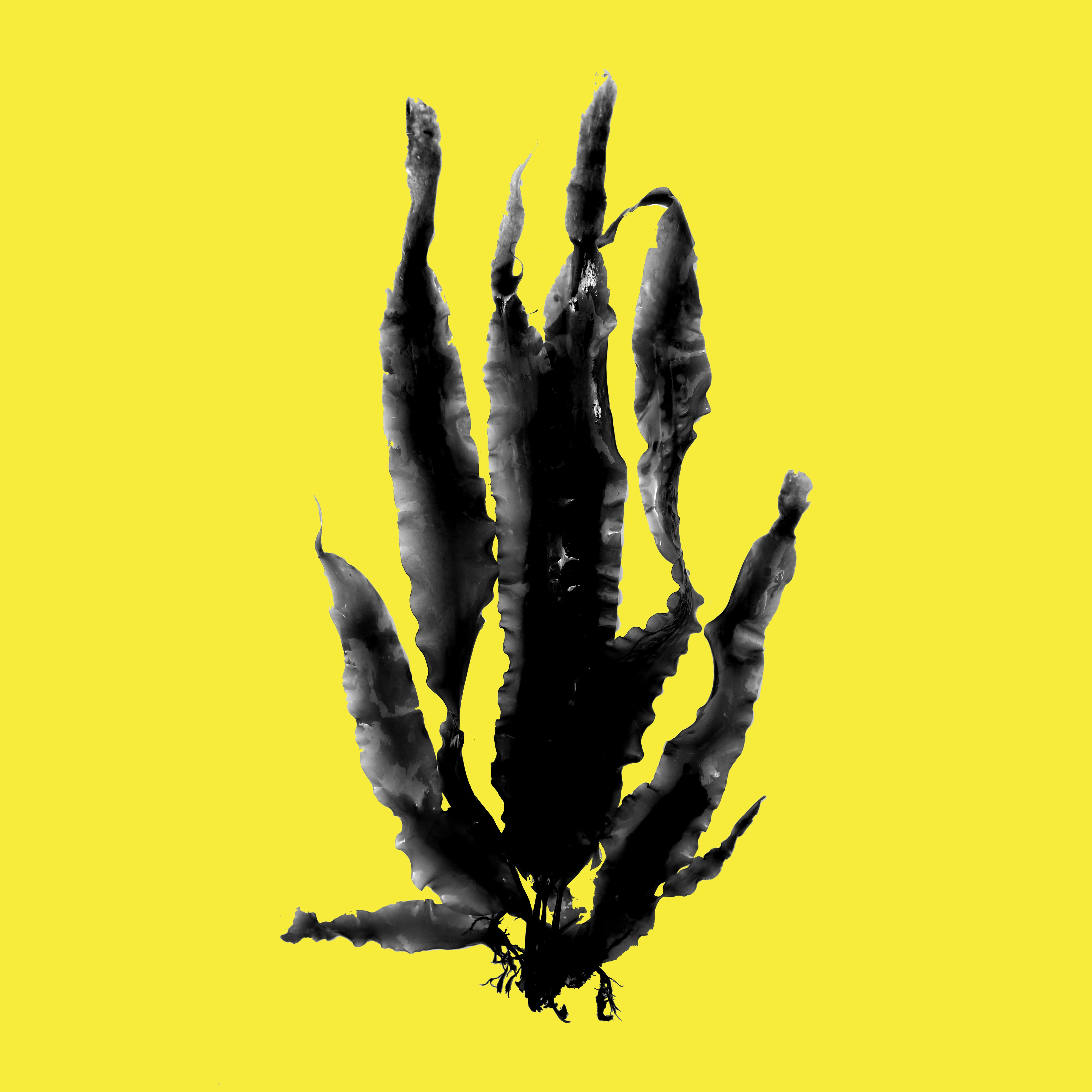 Bold Yellow Field, Black Leaf Silhouette