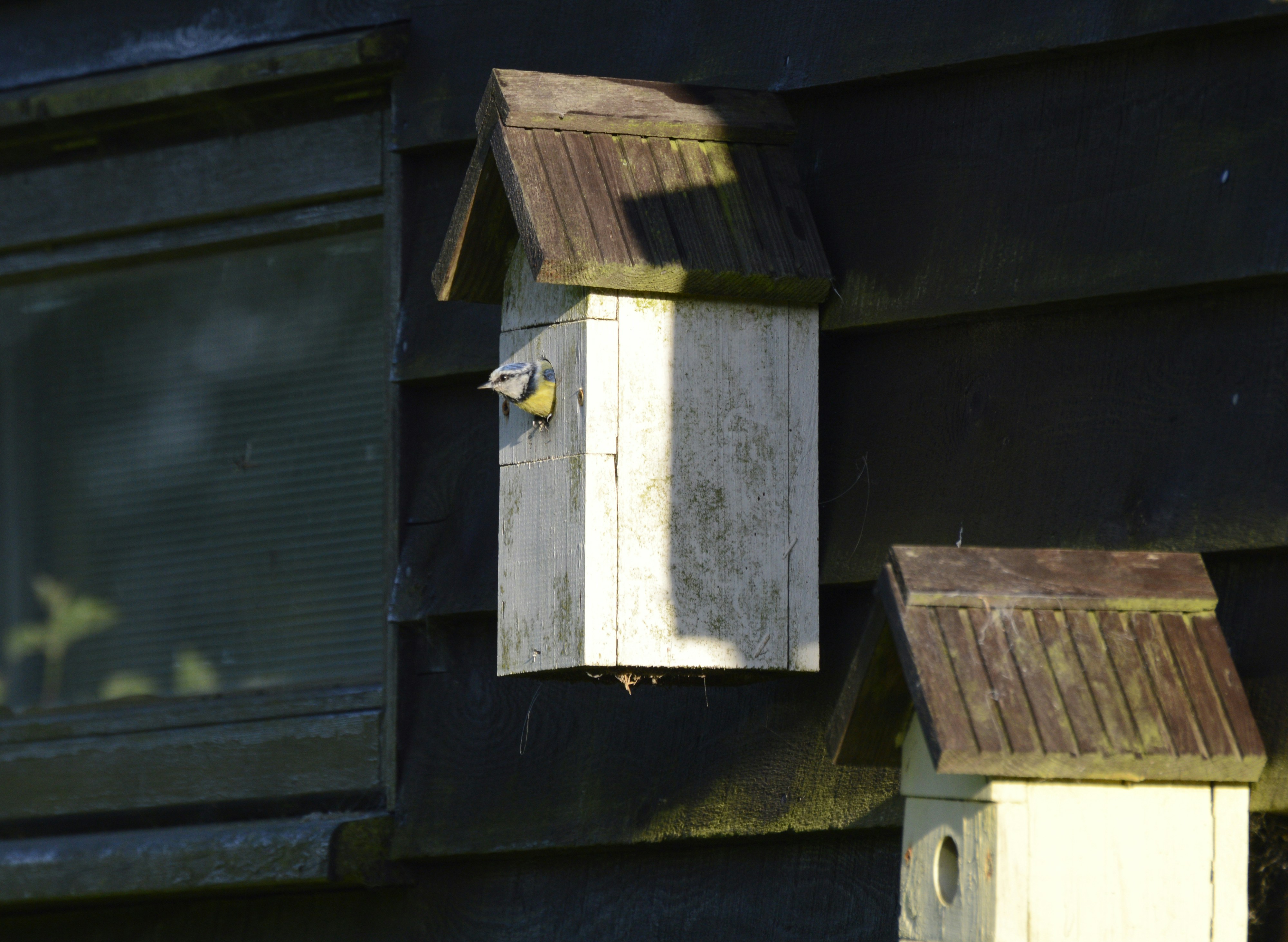 Blue Tit emerging from her nest box, looking for food to feed her brood