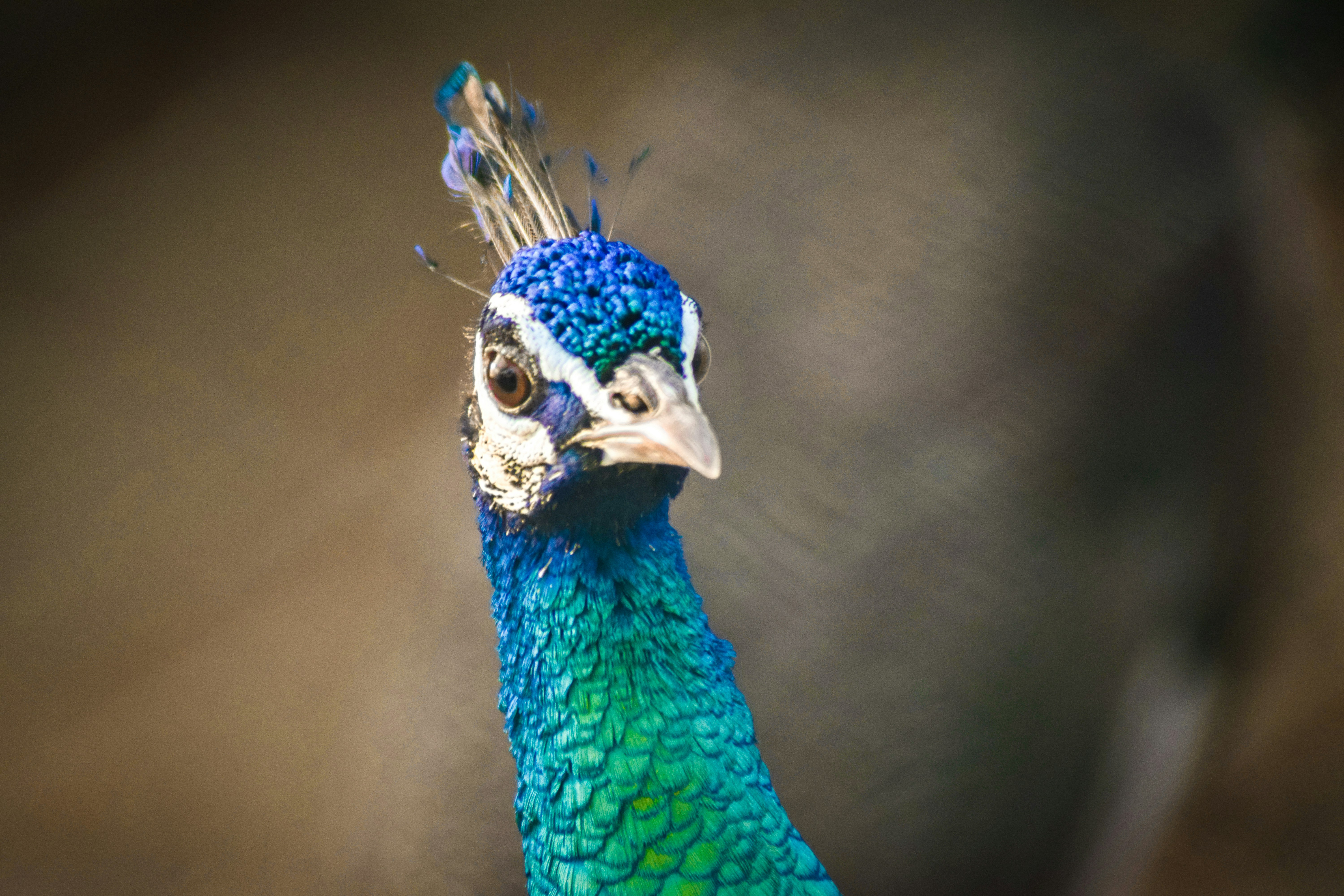 Peacock Face Closeup