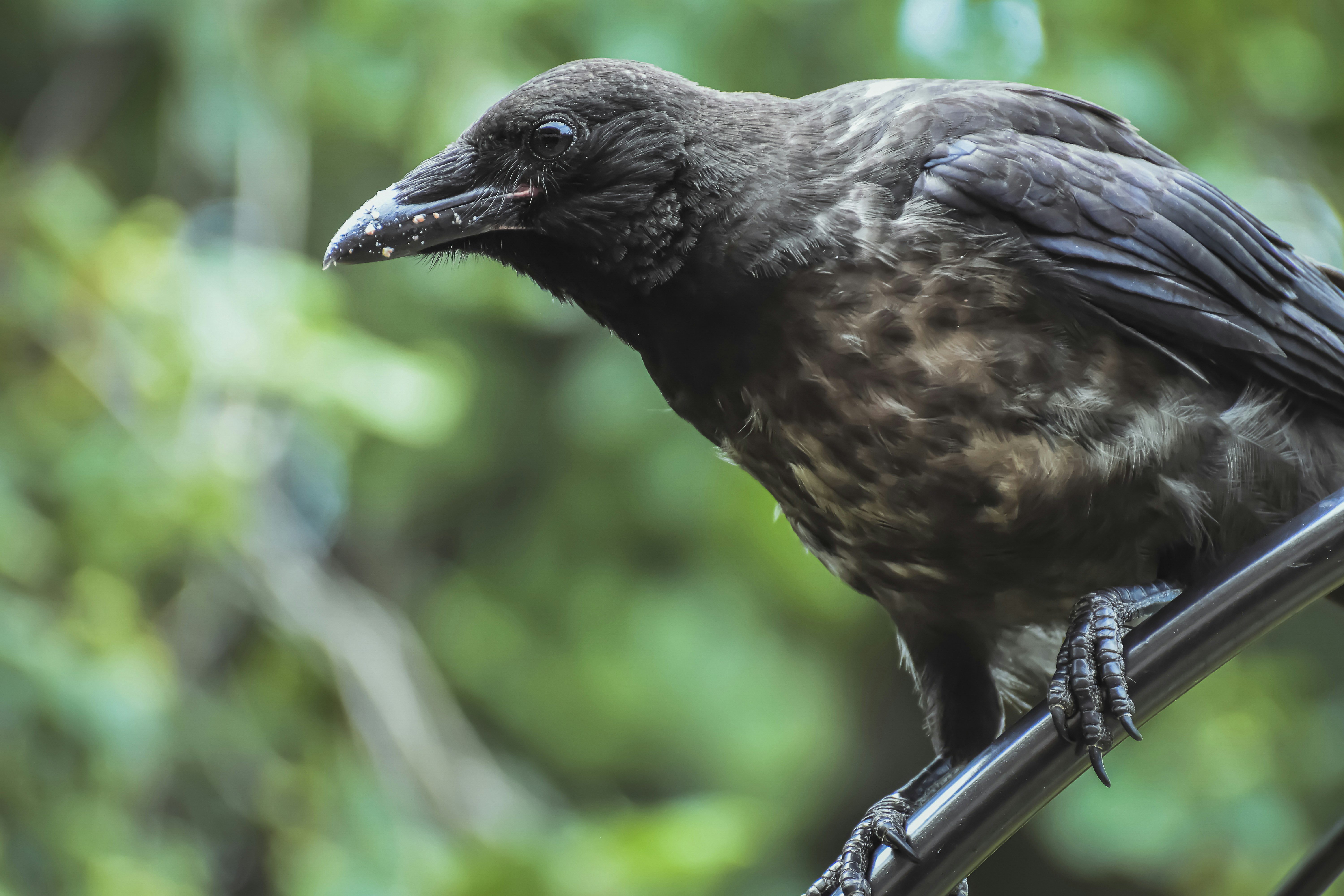 Pájaro negro en palo de madera marrón durante el día foto – Imagen de ...