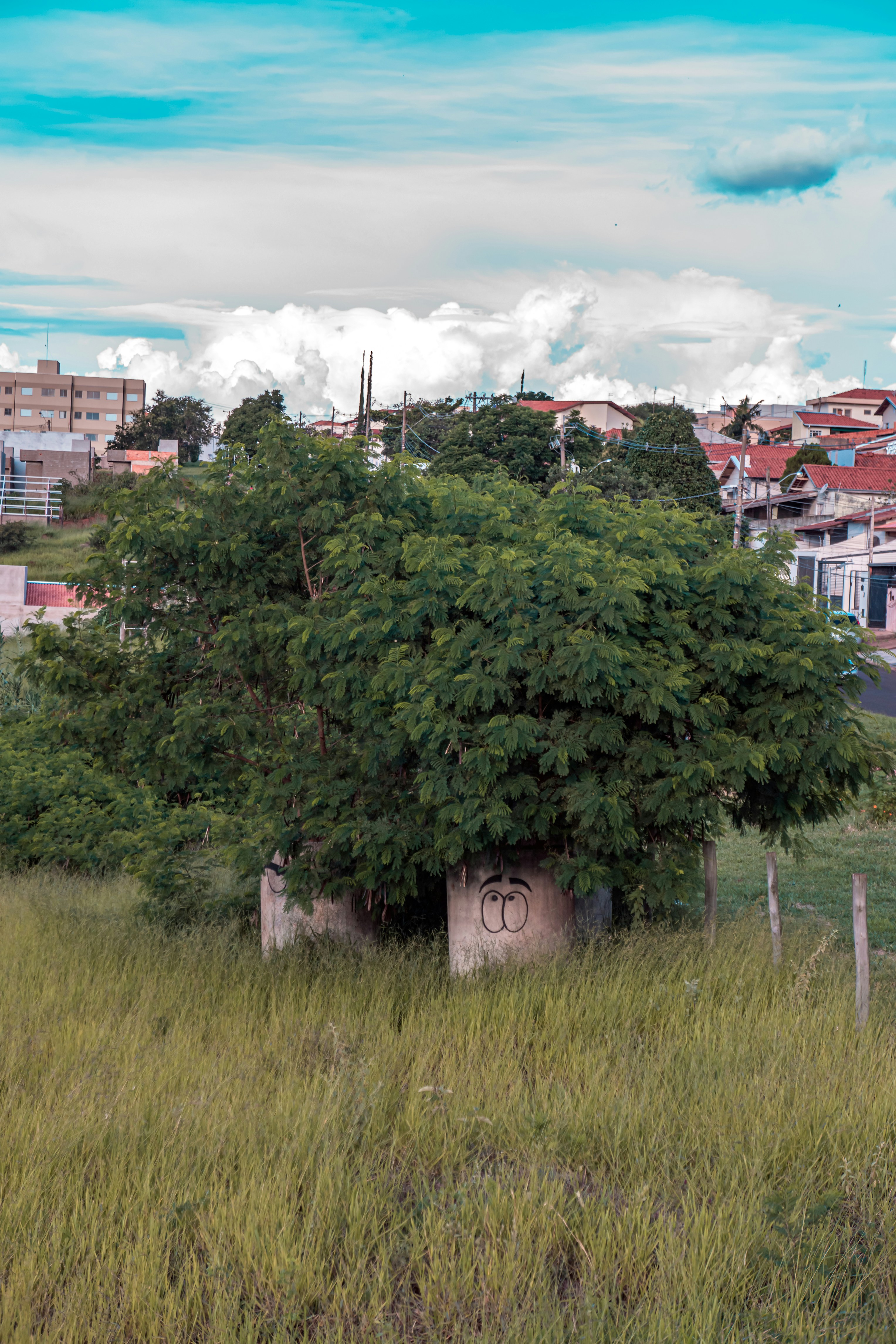 Hidden Outlook: The Face in the Foliage of a Suburban Orchard