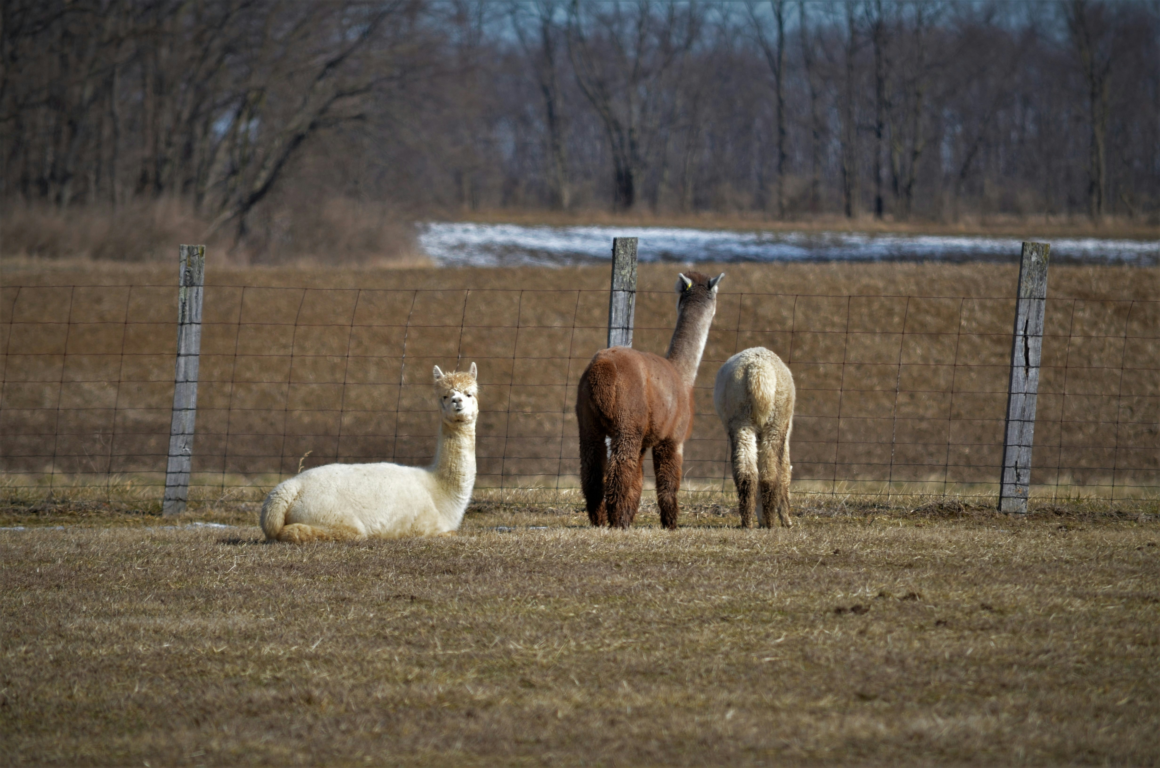 Pastoral Trio: A resting llama and two grazing alpacas beneath a wire fence
