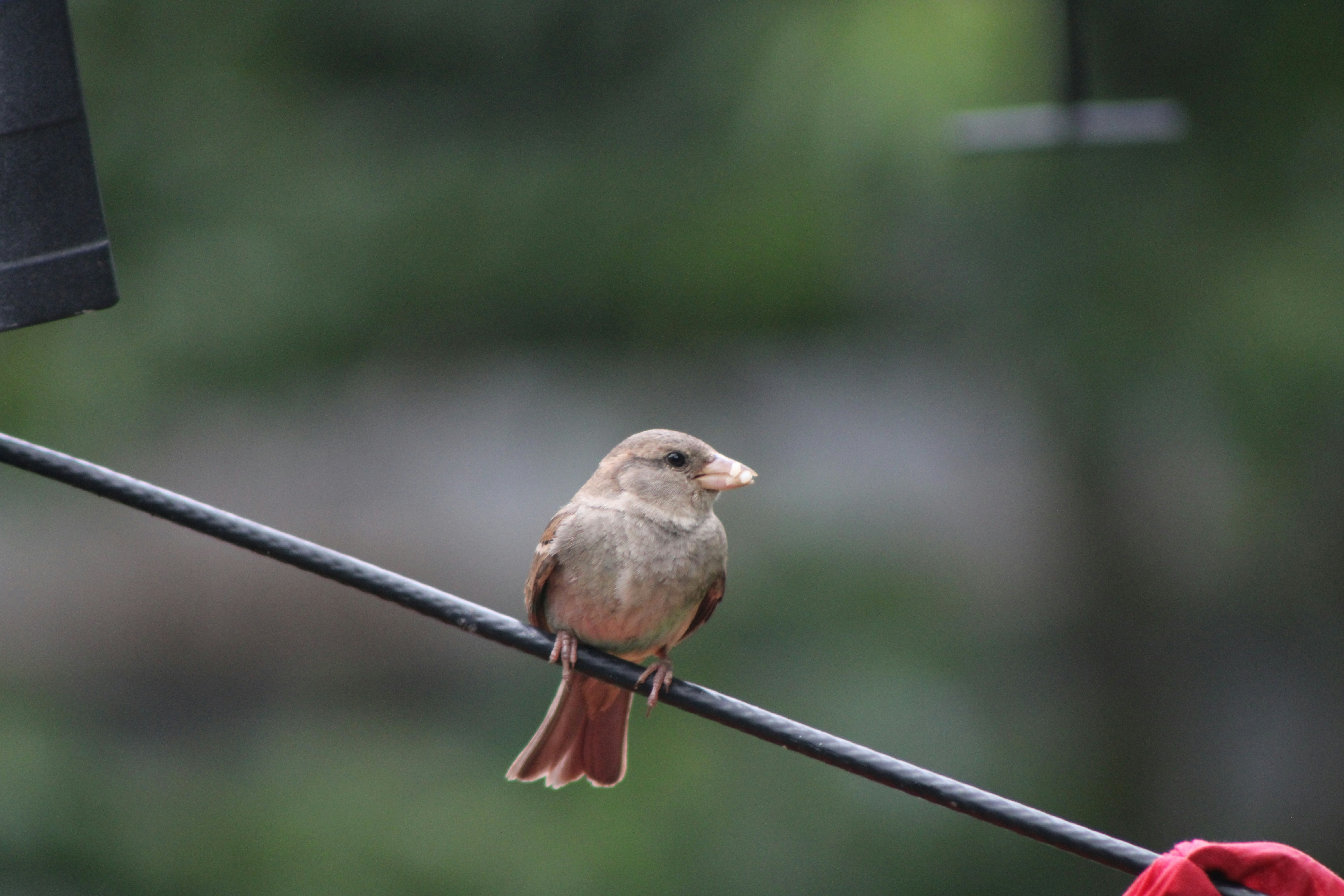Bird with worms