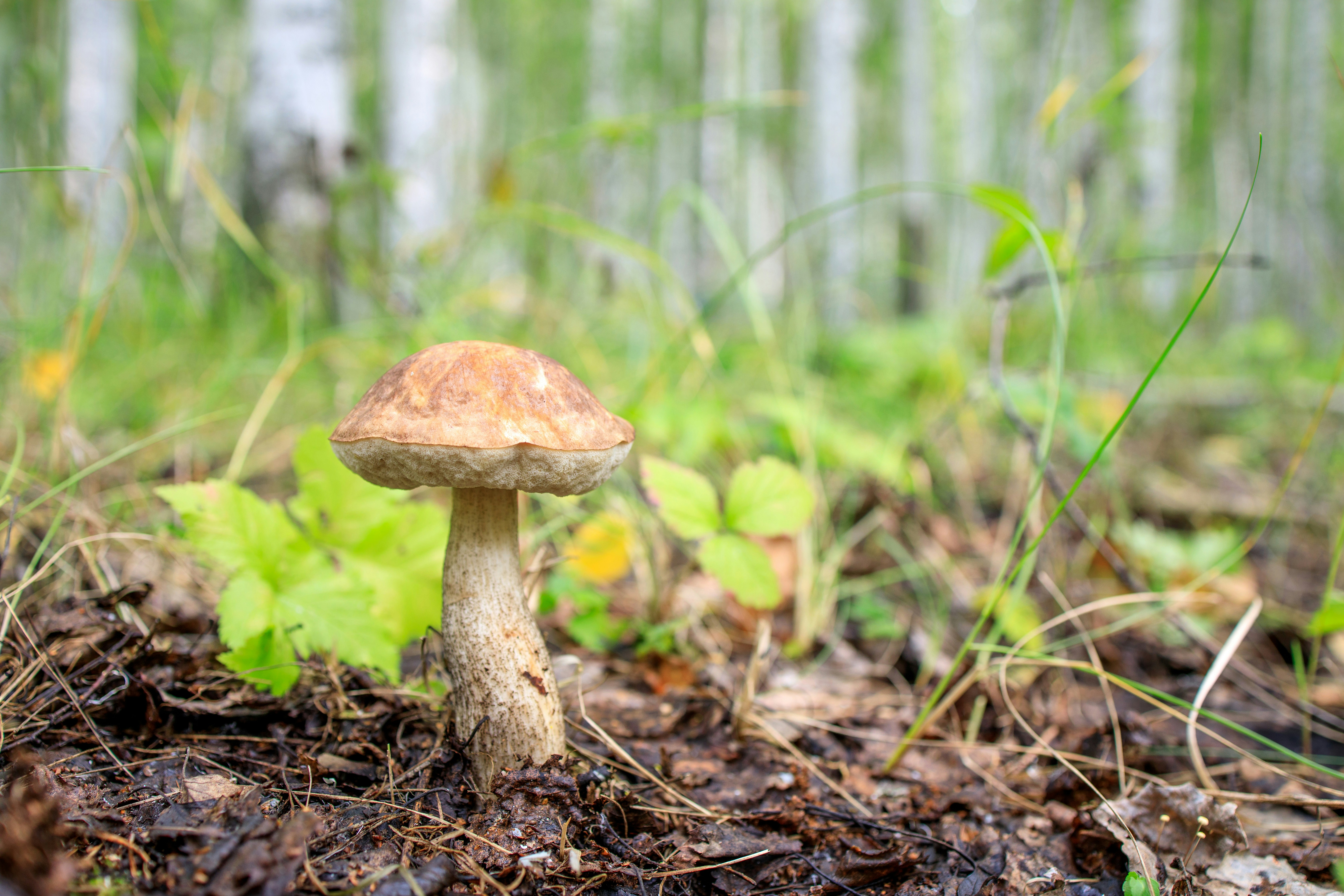 A solitary mushroom stands among the forest undergrowth, surrounded by vibrant green foliage and soft earth tones. The scene captures the essence of tranquility in nature.