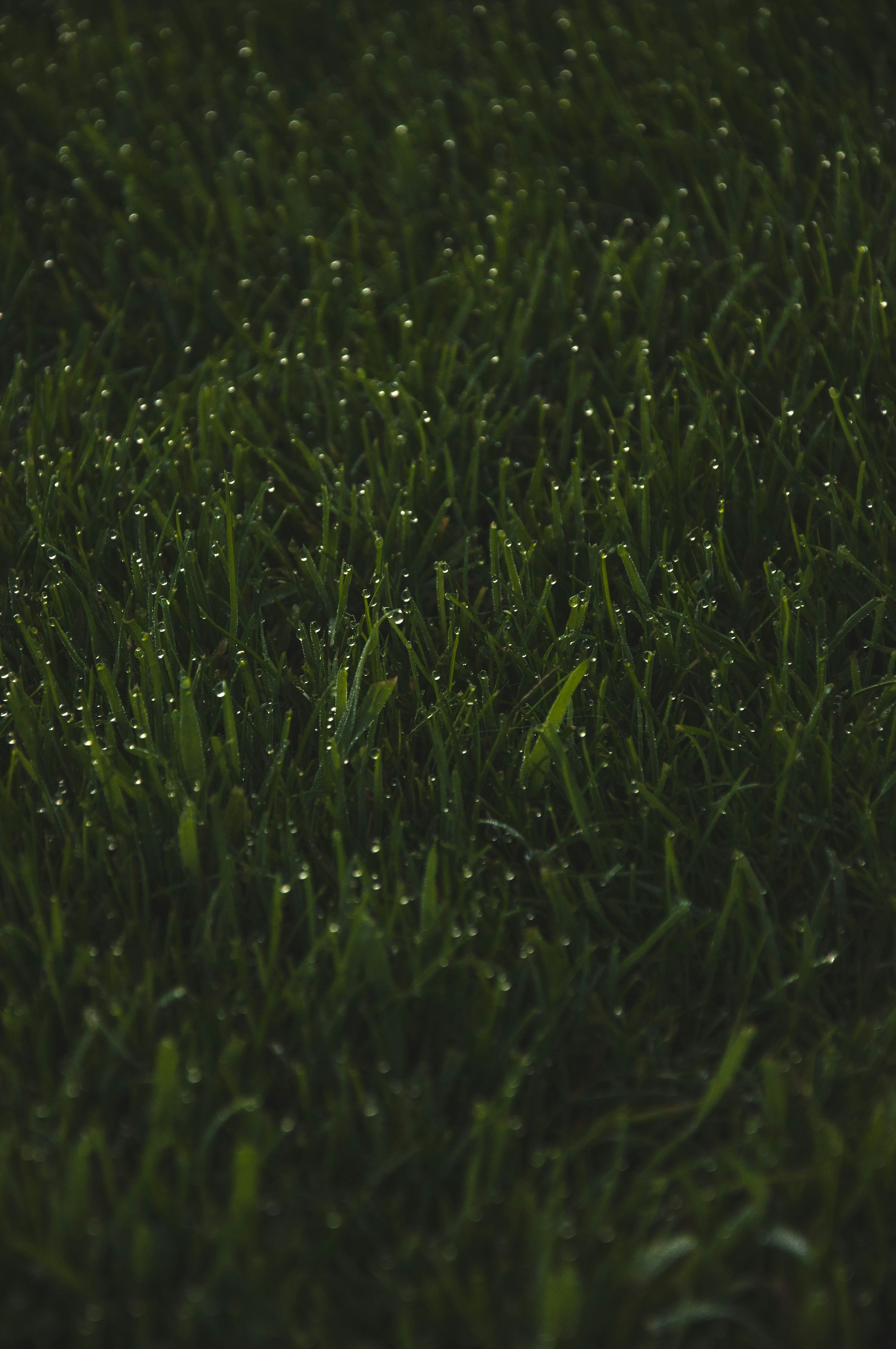 Hd Grass Wallpaper Iphone