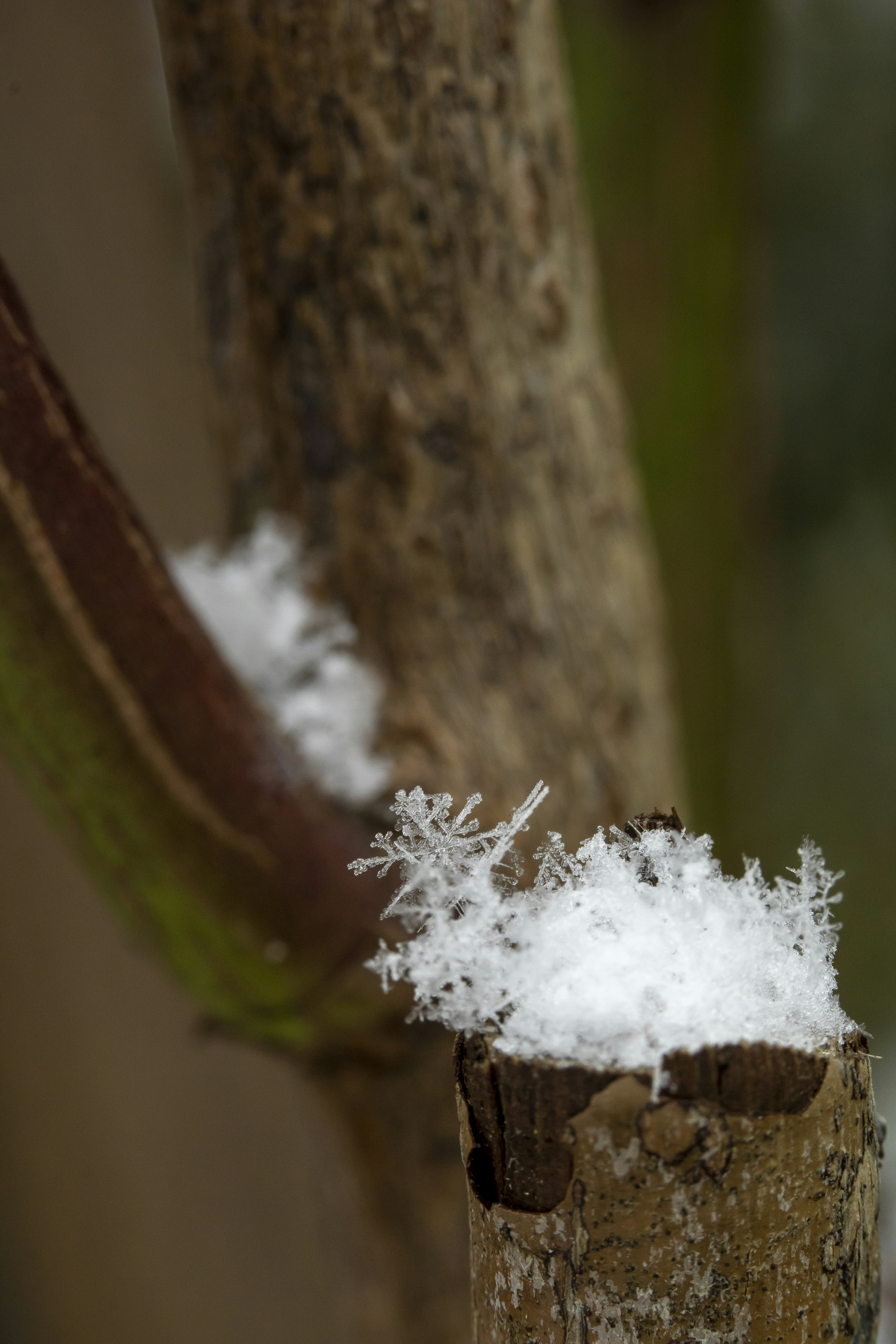 Delicate snowflakes resting atop a tree stump, showcasing the beauty of winter's embrace on natural elements.