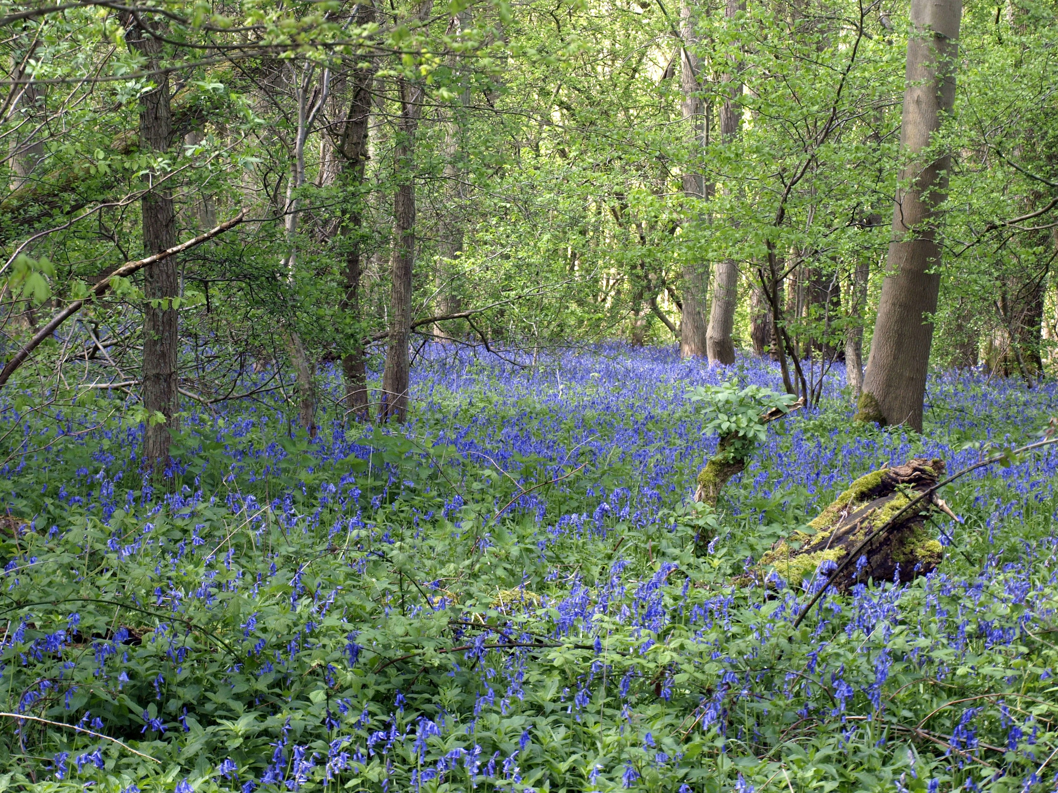 Vibrant bluebells carpet the forest floor beneath a canopy of fresh green leaves.