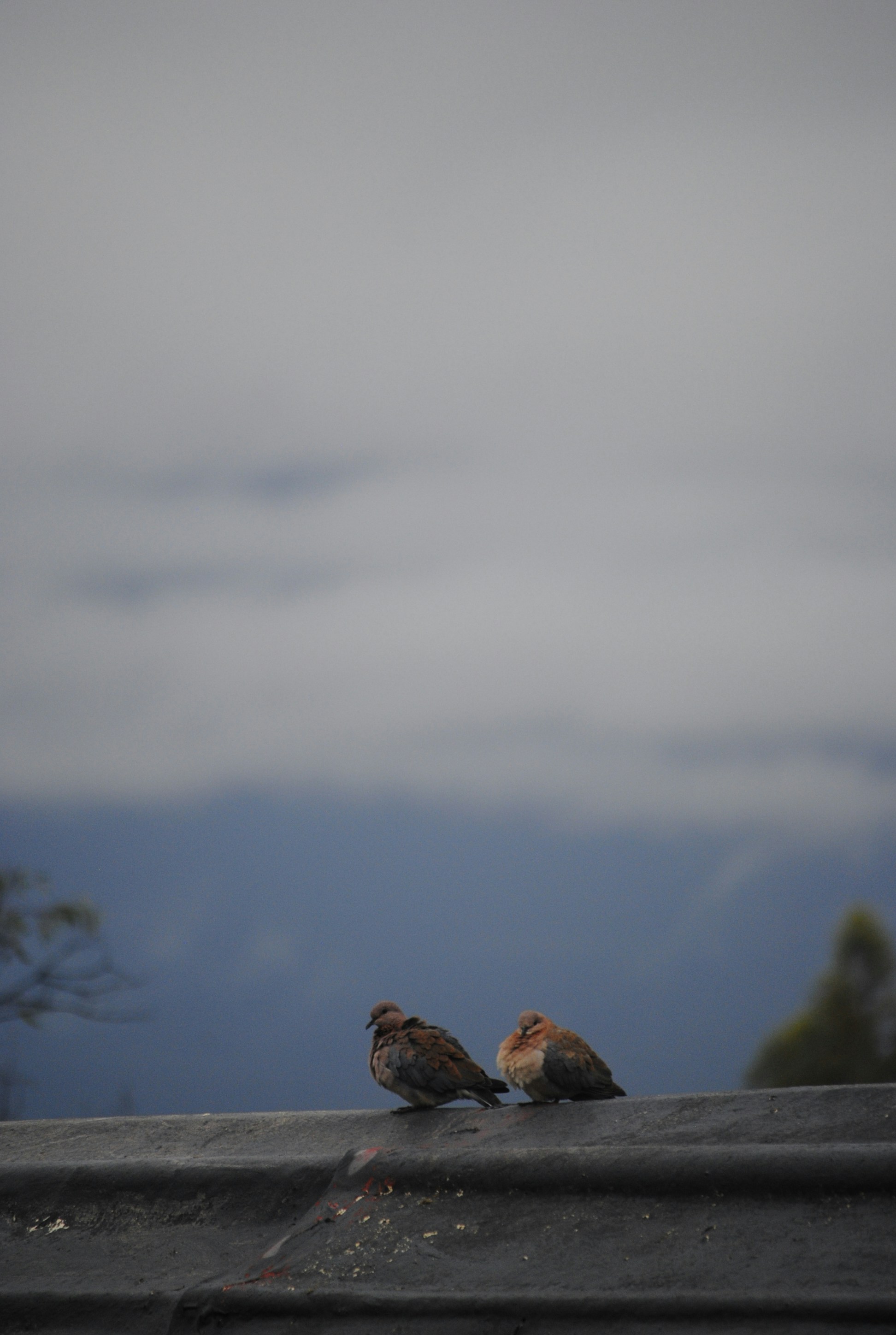 Rooftop Rendezvous: Two Sparrows Beneath a Soft Sky