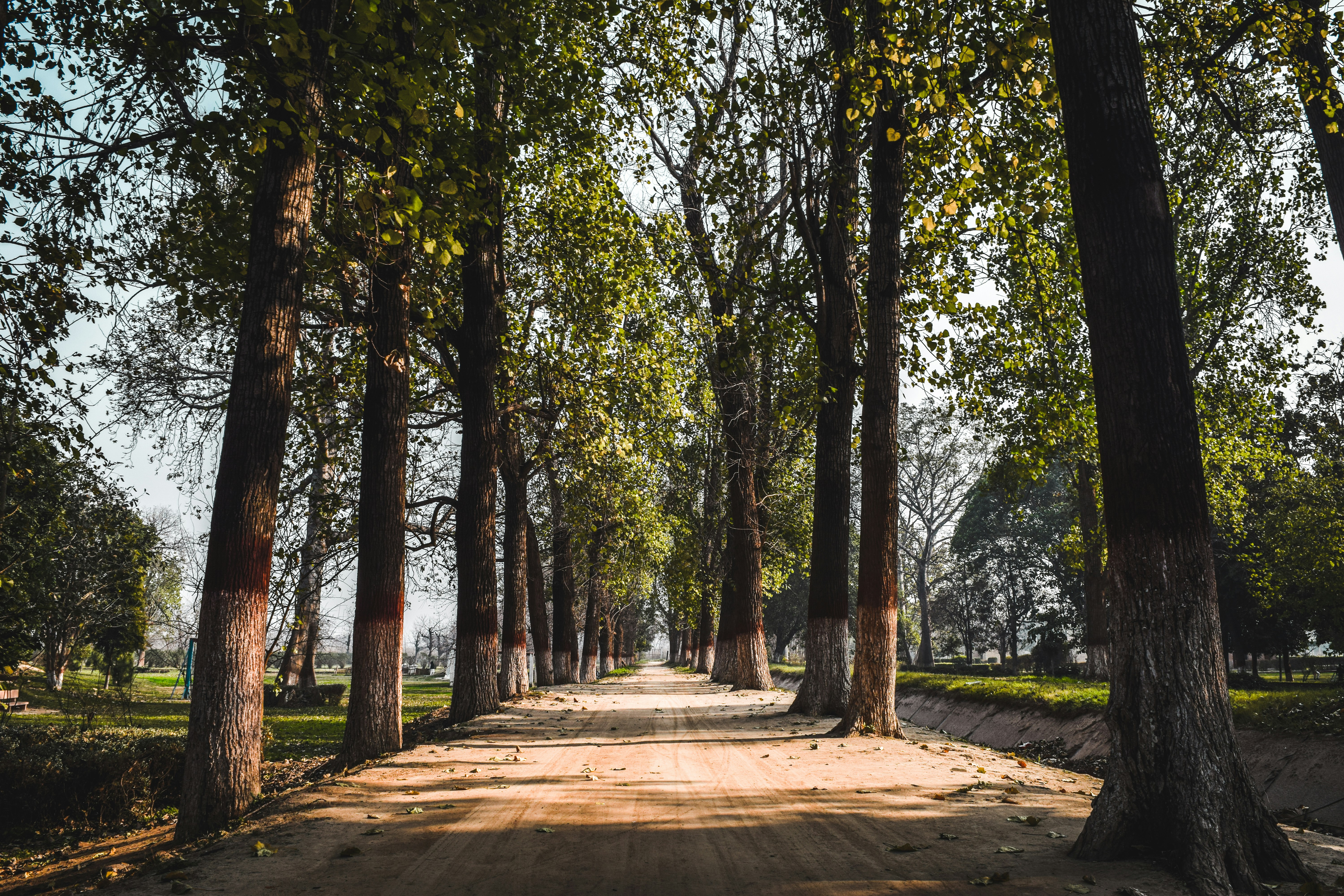 Dirt pathway lined with tall trees under a clear sky.