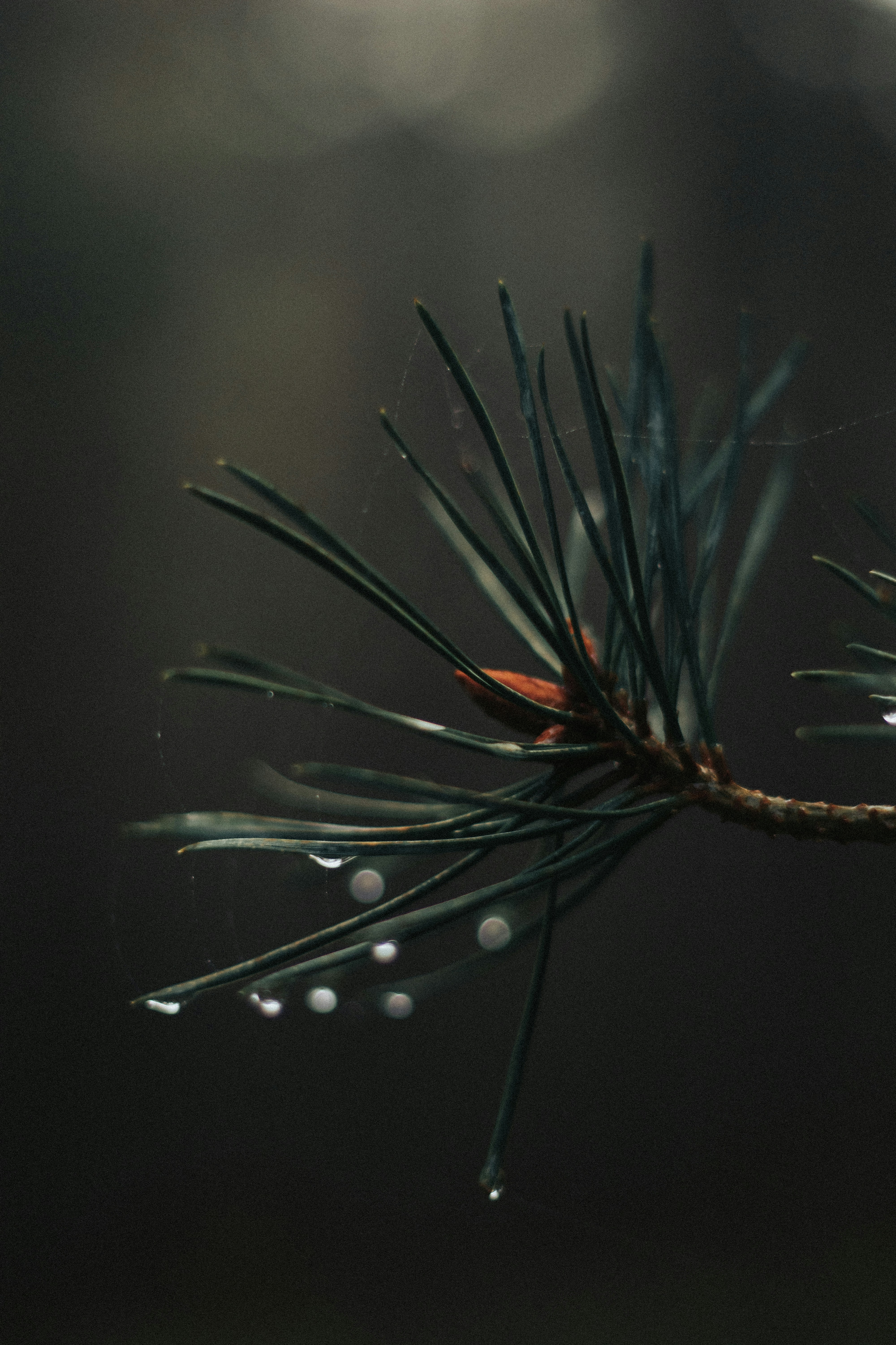 Water droplets on brown stem photo – Free Grey Image on Unsplash
