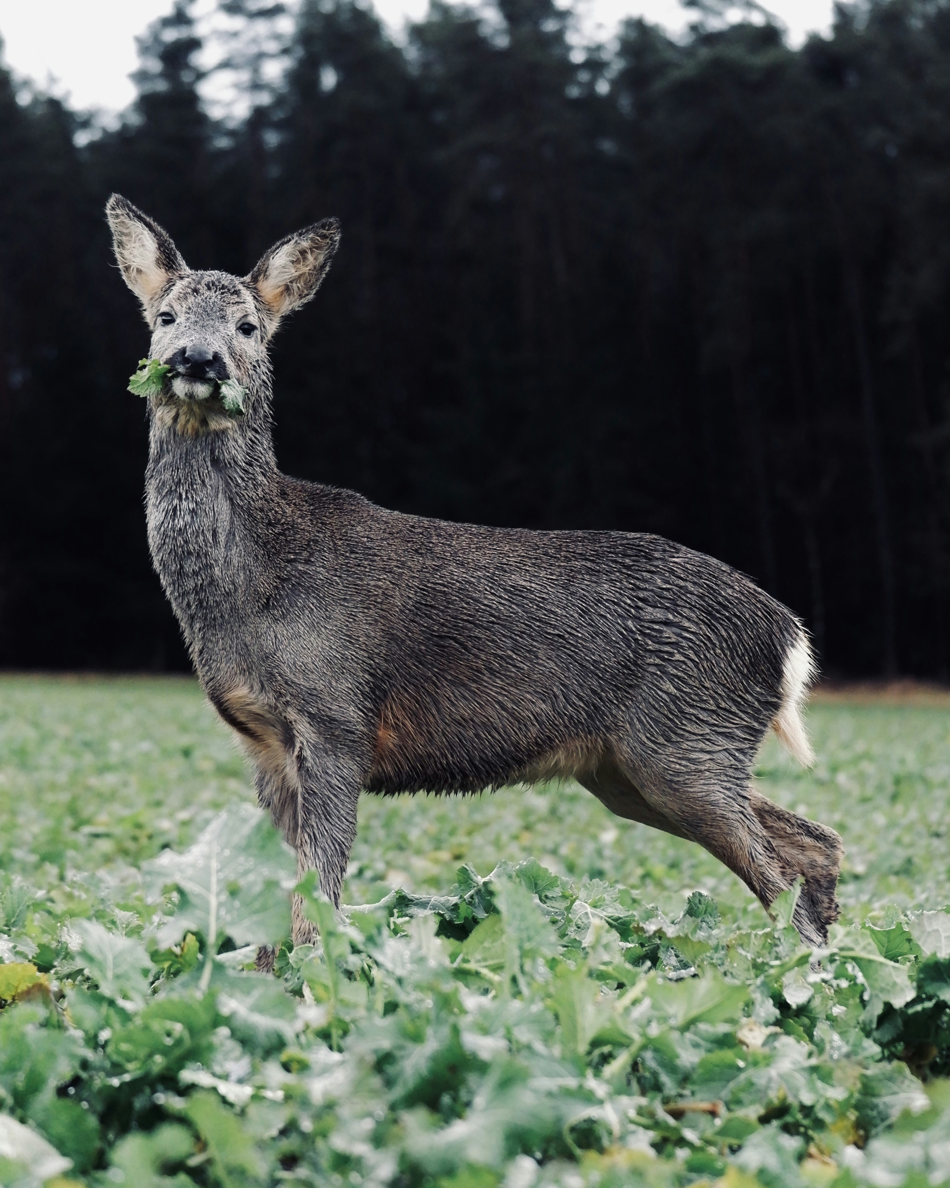 Such a special moment to stand right next to this wild deer and watching him eating most of the time while I stood there taking picture after picture. 