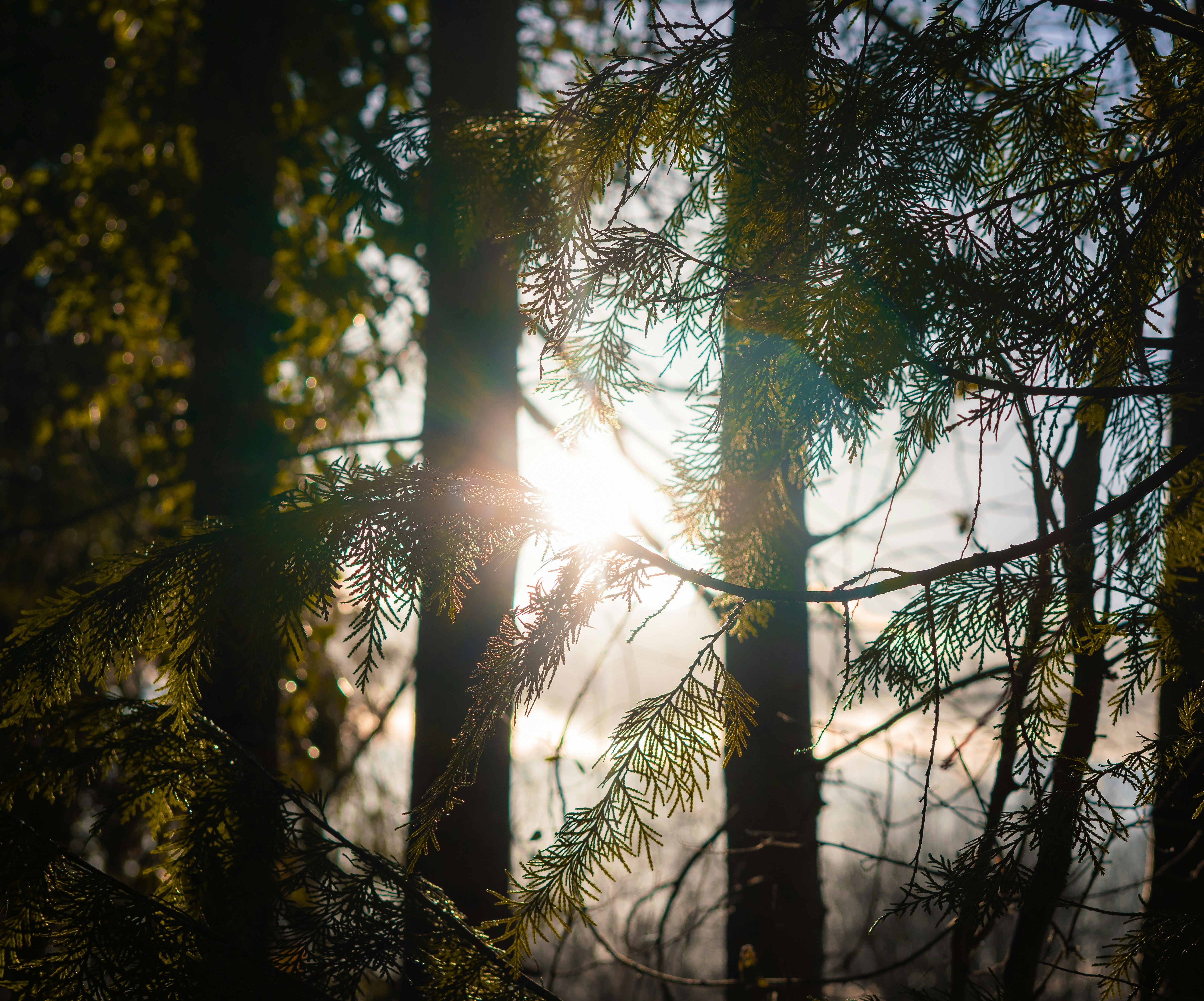 Tree Wallpaper Pictures | Download Free Images on Unsplash