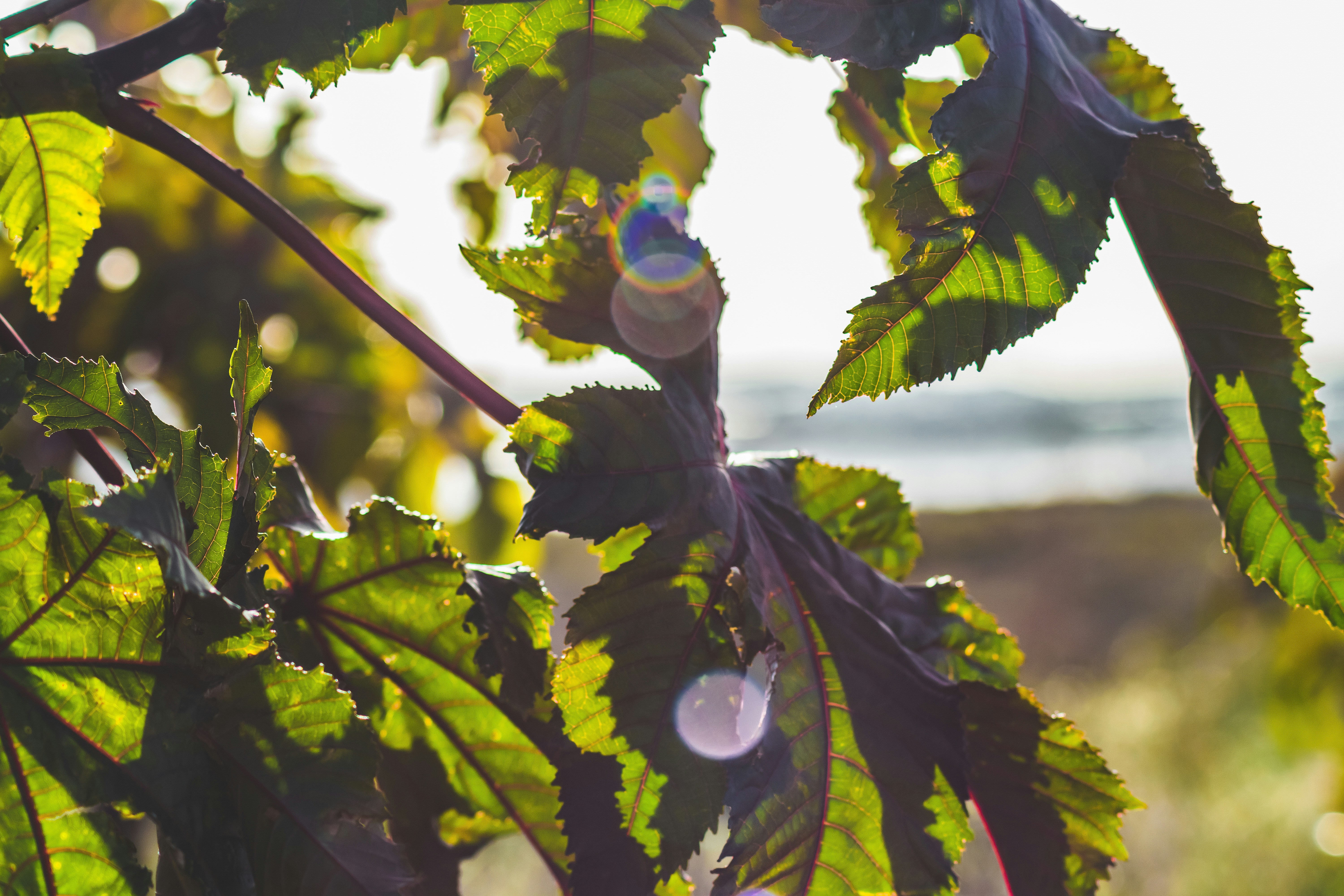 Green leaf with water drop photo – Free Moments Image on Unsplash