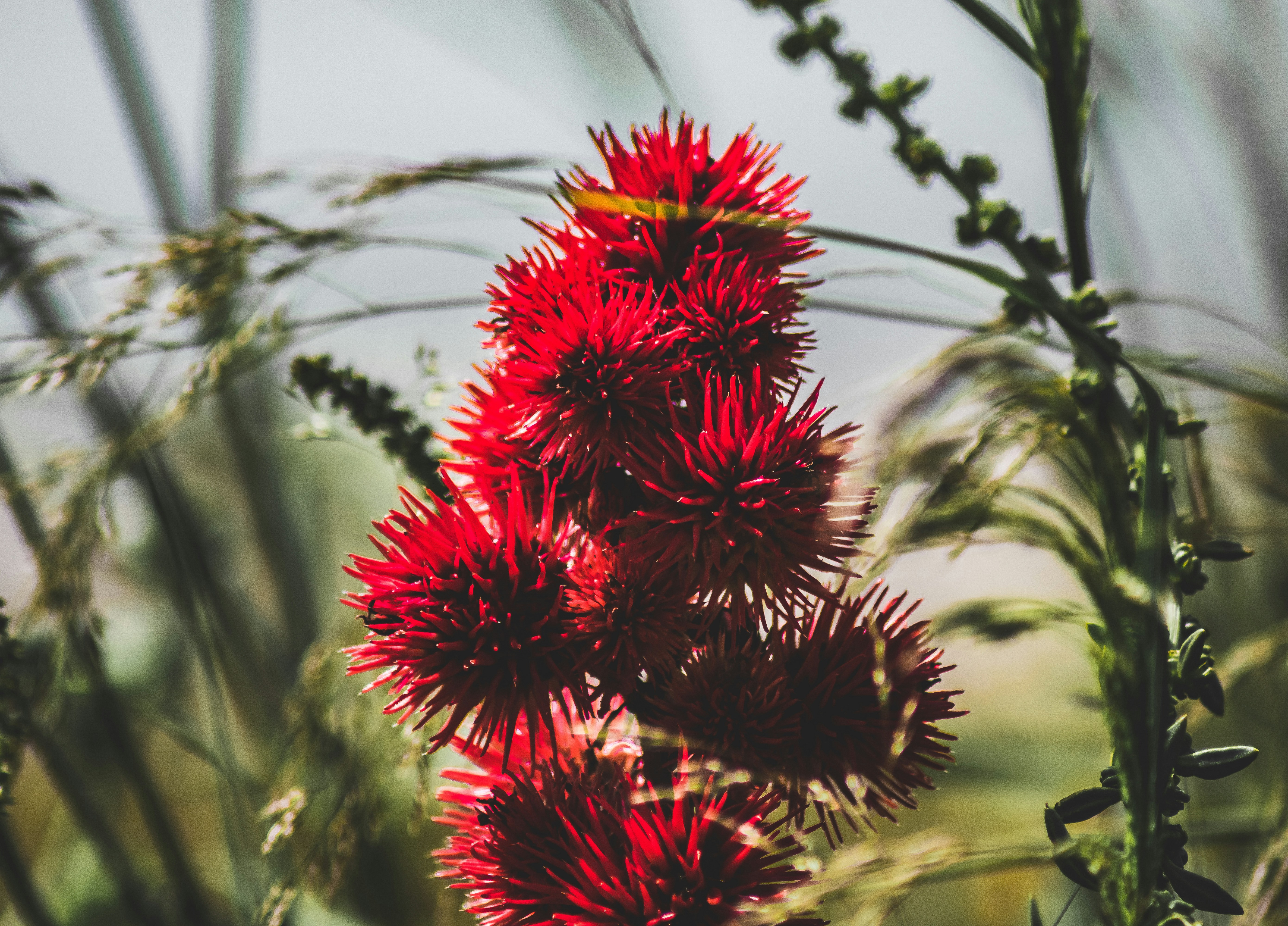 Crimson Bottlebrush Bloom Anchored in a Soft Meadow Blur