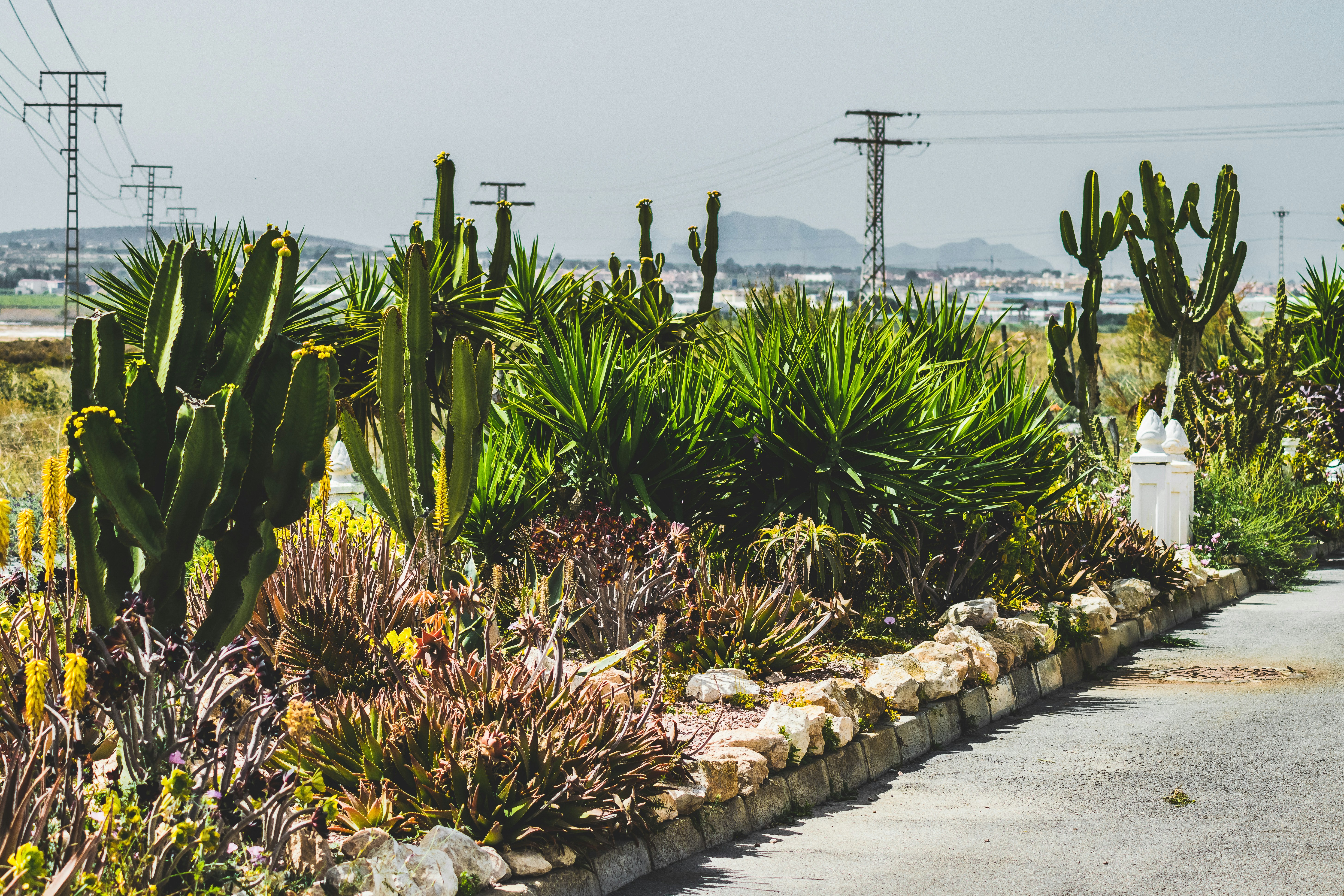 Desert Garden Row: Sunlit Cacti Framing a Quiet Path