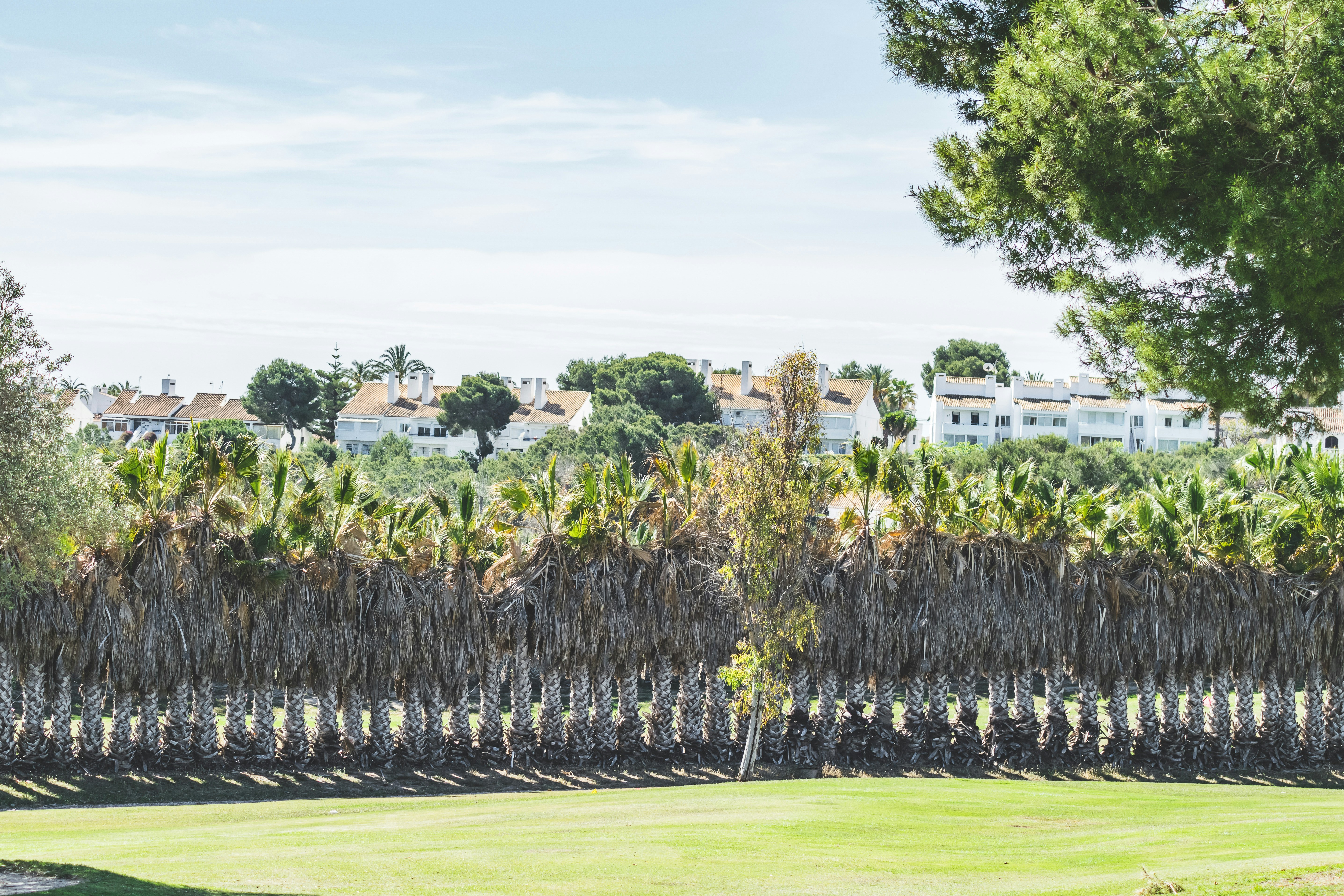 Lush palm trees create a vibrant foreground, contrasting with modern residential buildings in the background. The scene captures a serene blend of natural and urban elements.