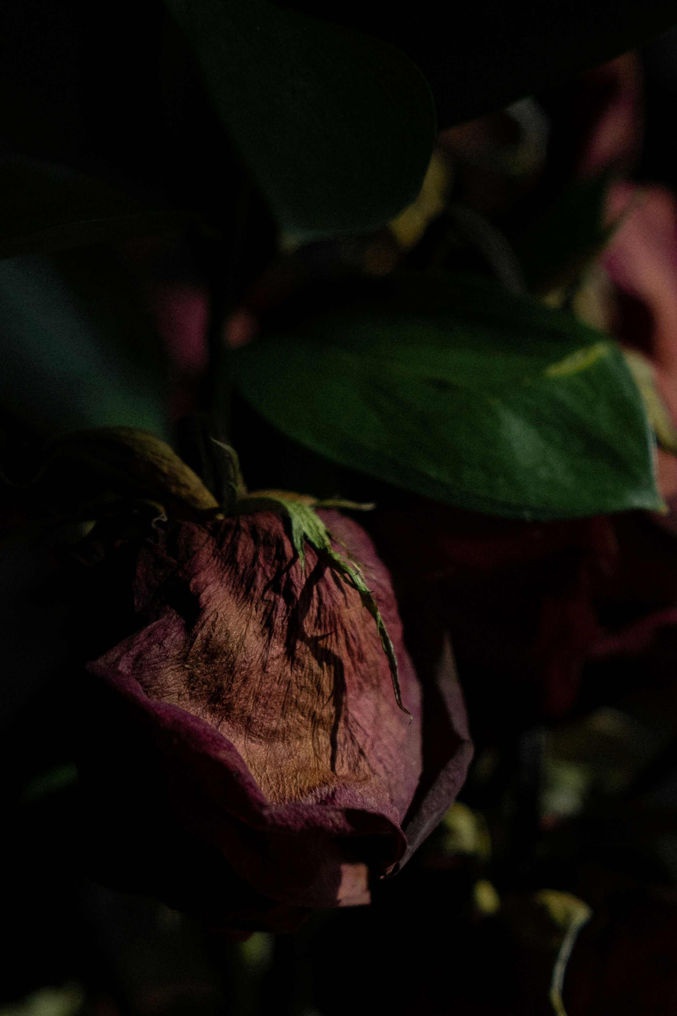 Dried rose petals and green leaves captured in soft light, showcasing the beauty of decay and nature's cycles.