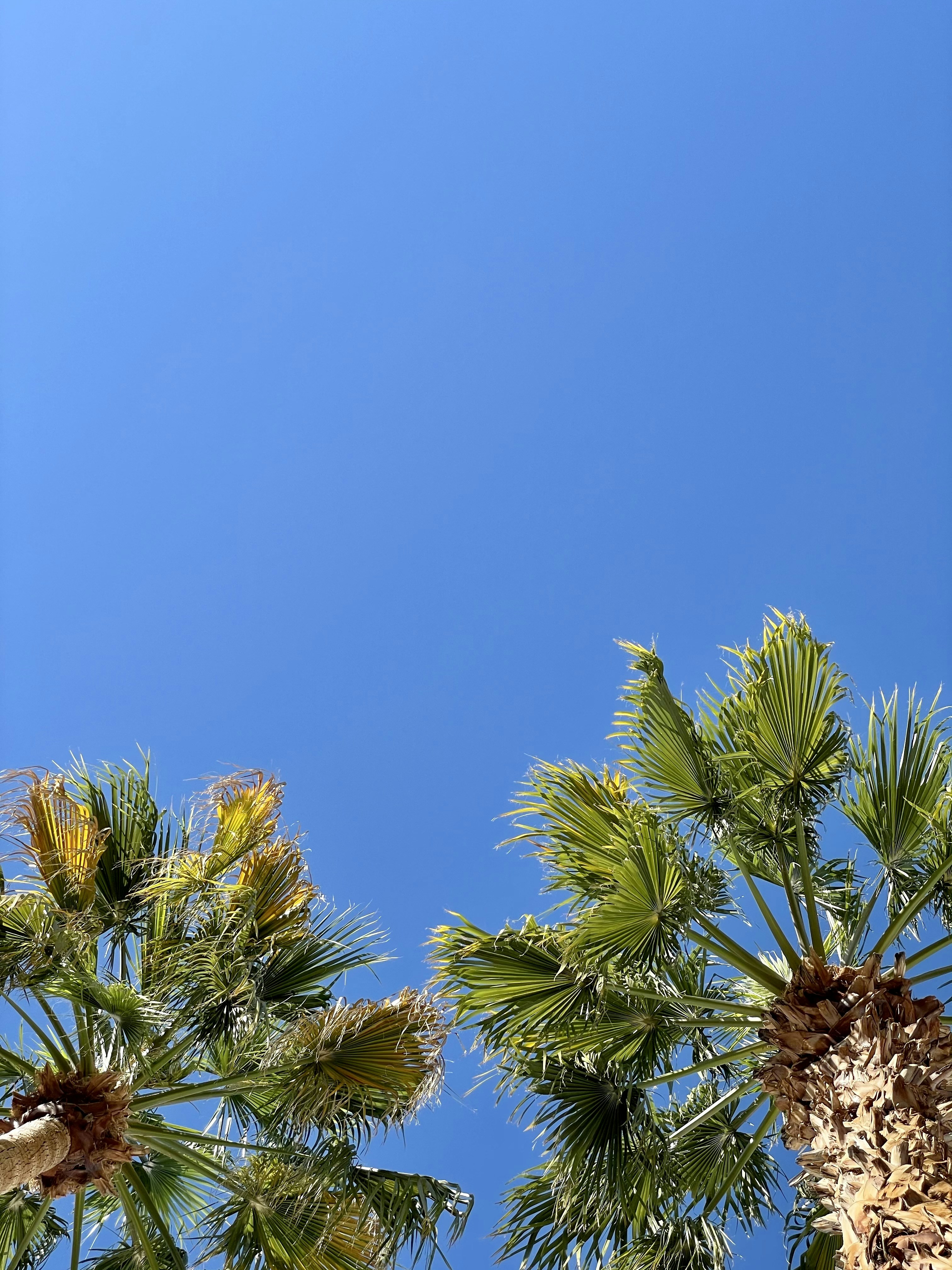 Sunlit Palm Canopy Against a Clear Afternoon Sky