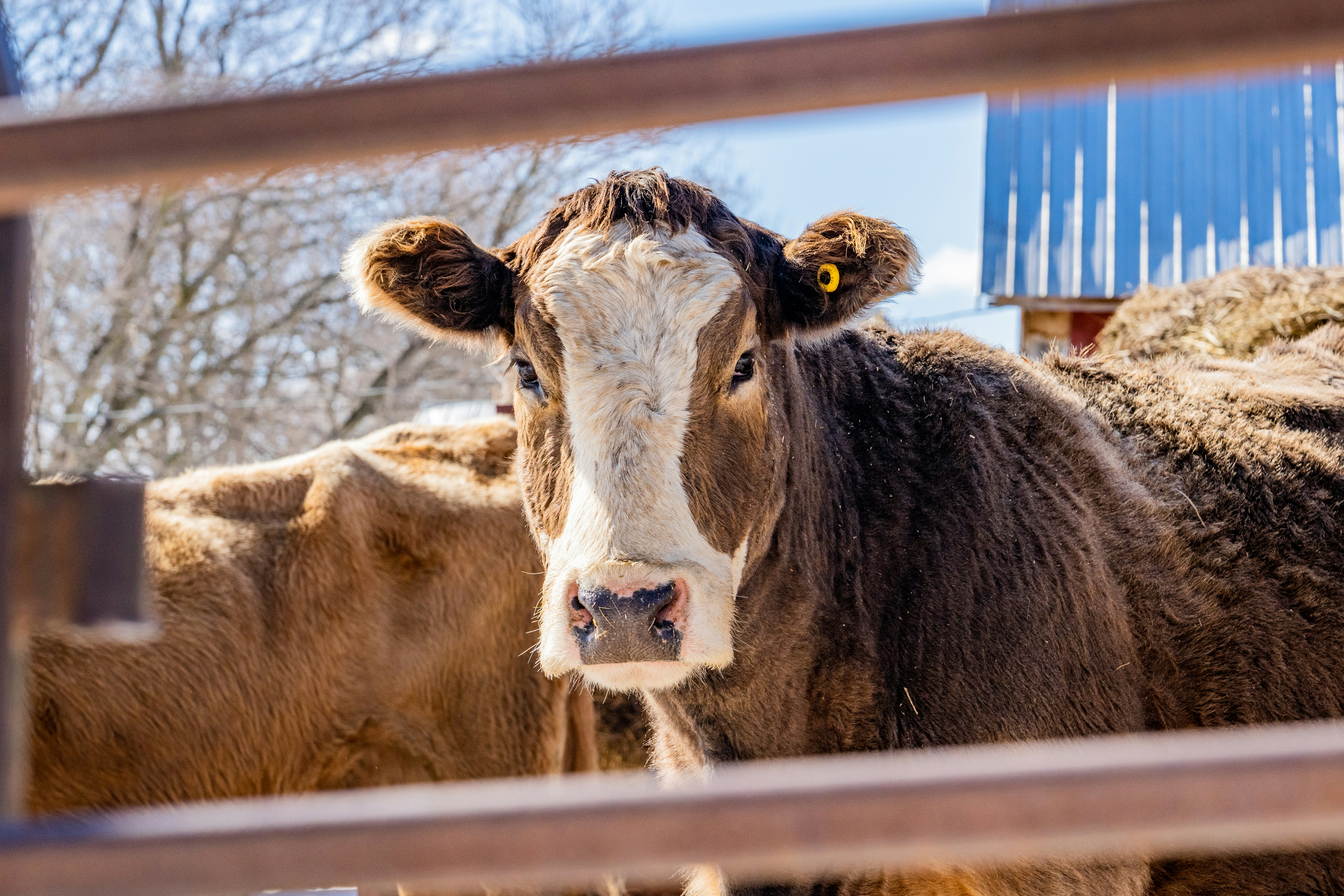 Brown cow gazing curiously through a fence, with a clear blue sky in the background. The scene captures the essence of farm life.