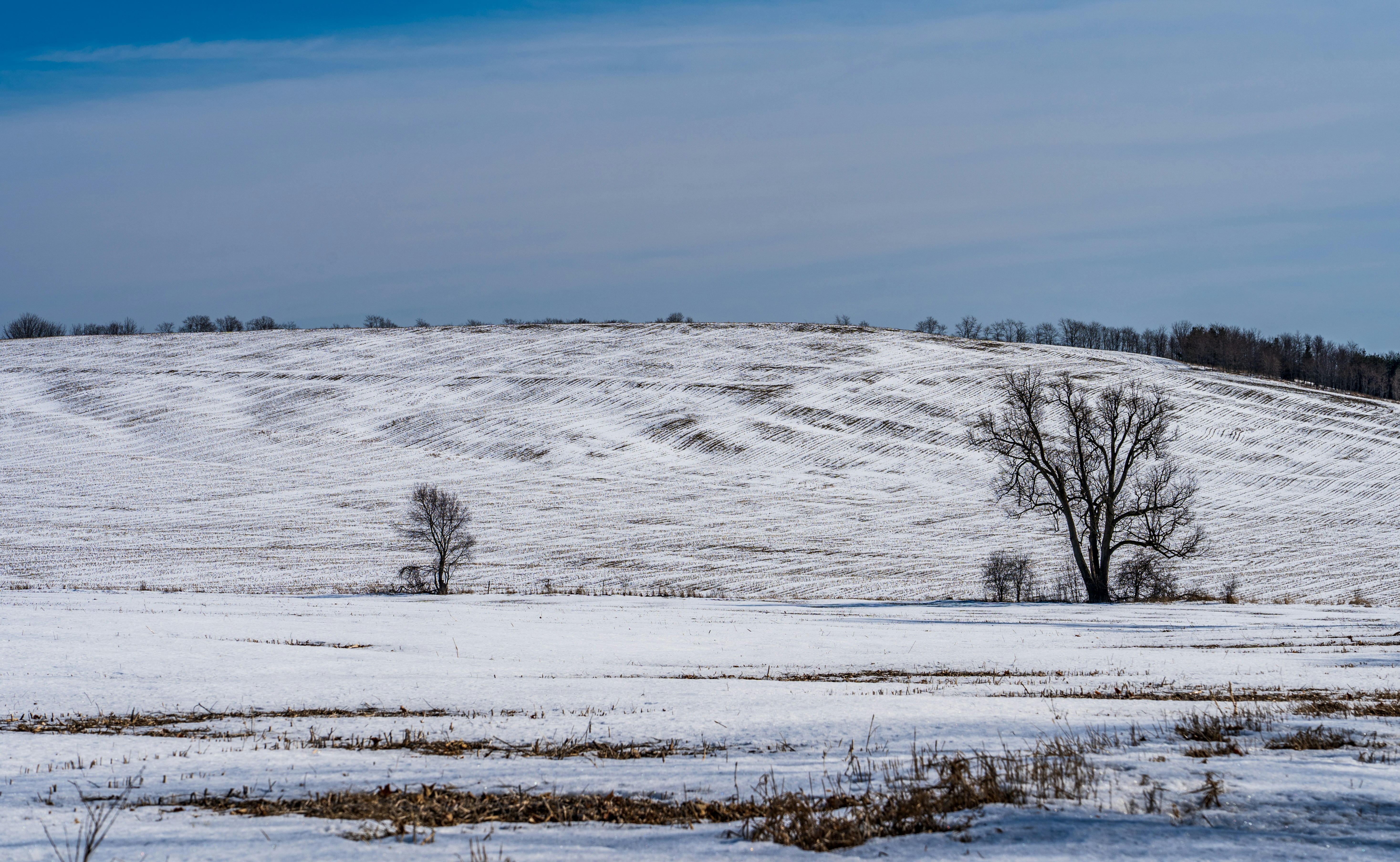 Lone Tree Sentinel on a Snow-Blanketed Ridge