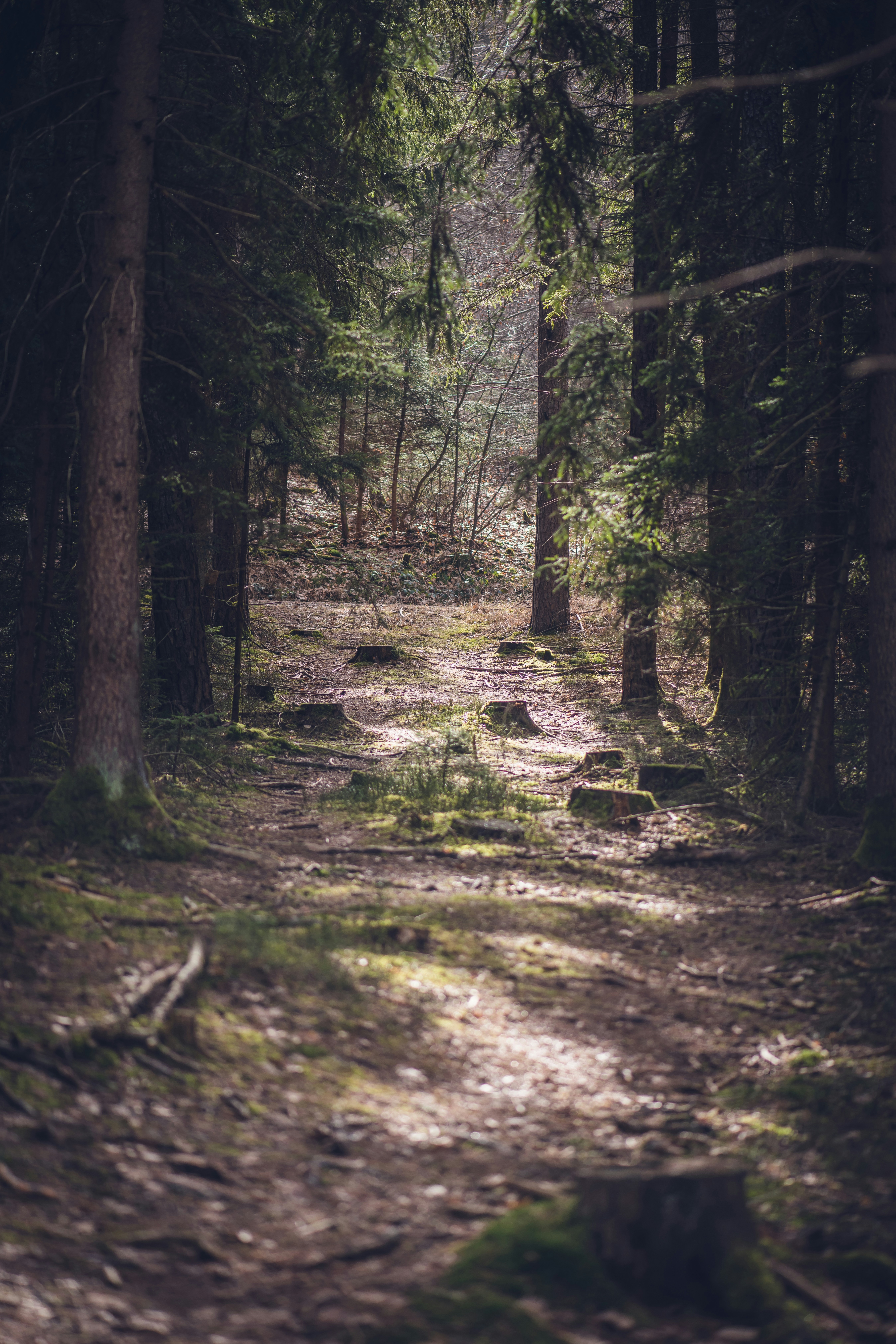 Forest Trail Pictures | Download Free Images on Unsplash