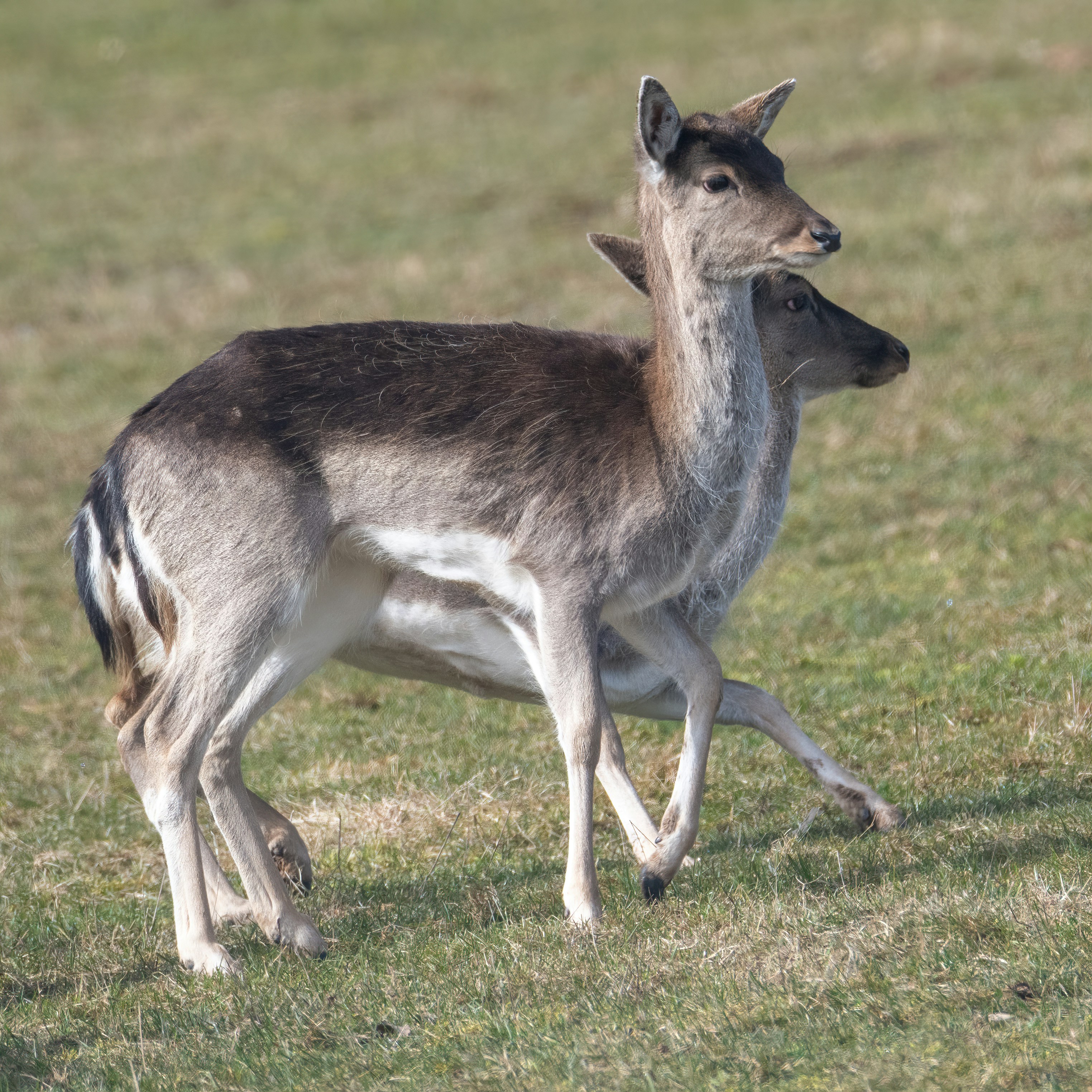 Two deer standing closely together in a sunlit meadow, showcasing their gentle demeanor and natural beauty.